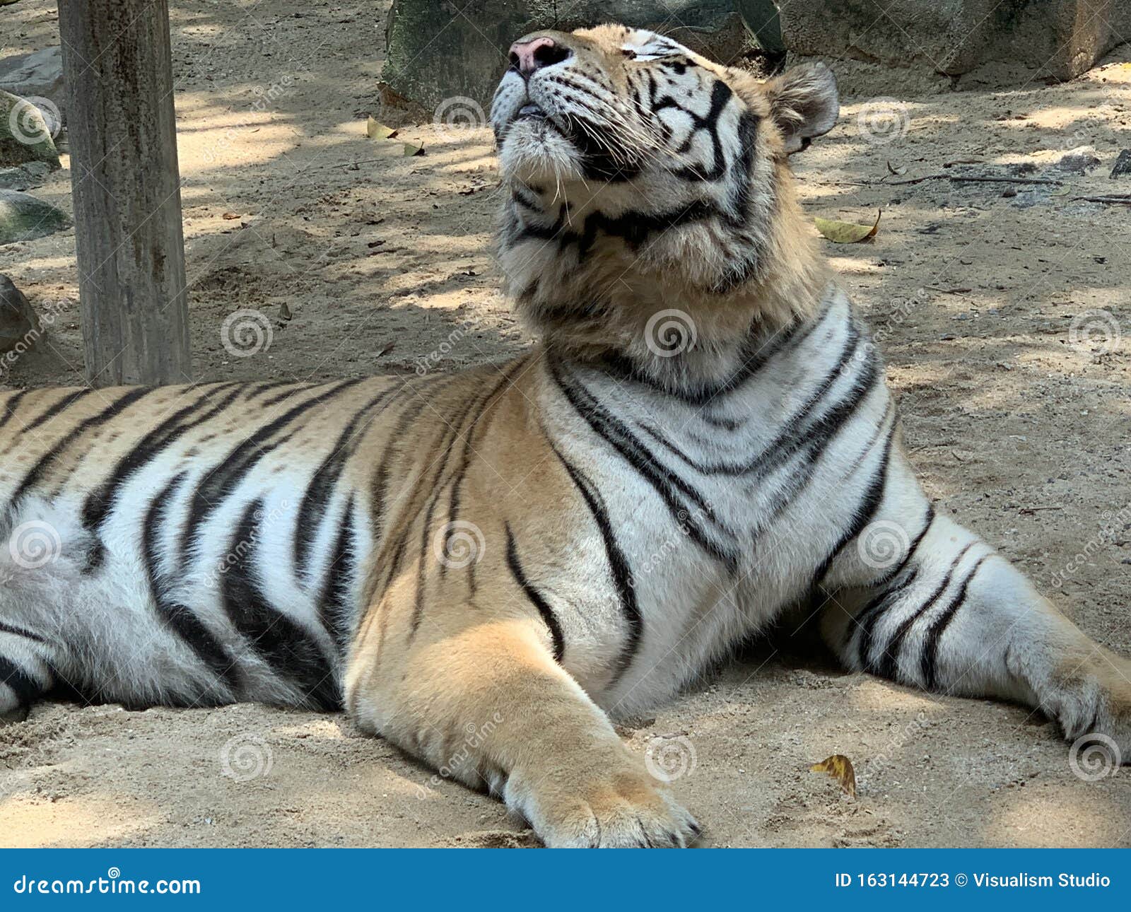 A Tiger is Sitting while Looking Up in a Cage Stock Image - Image of ...
