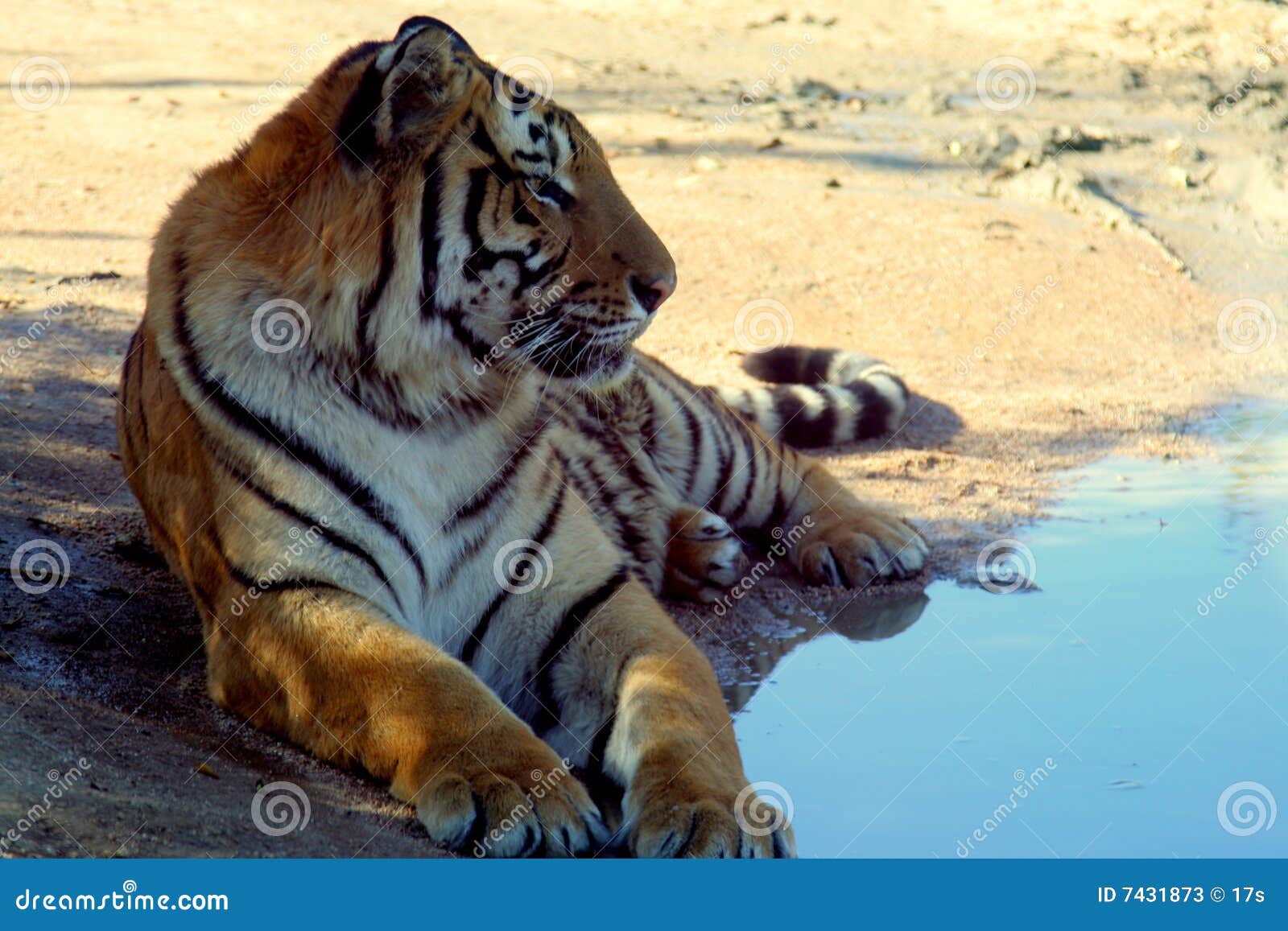 Tiger sitting by the pool stock image. Image of pause - 7431873