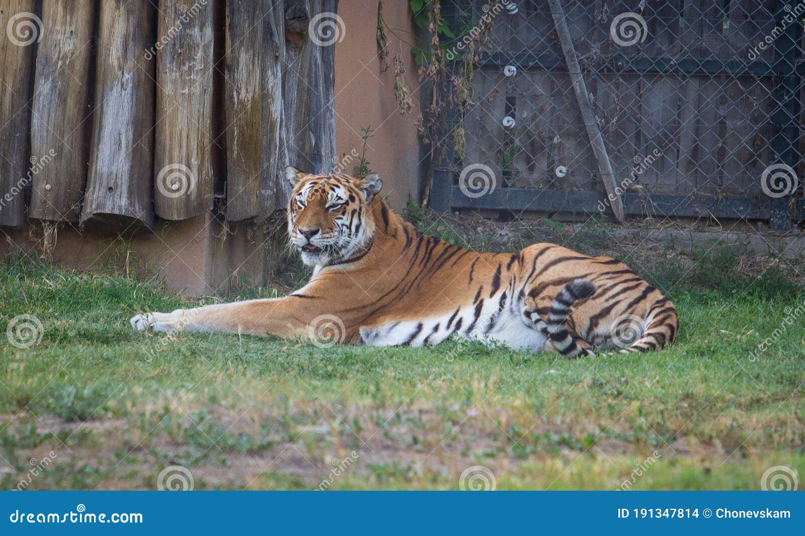 Tiger is Sitting and Posing Stock Photo - Image of head, asia: 191347814