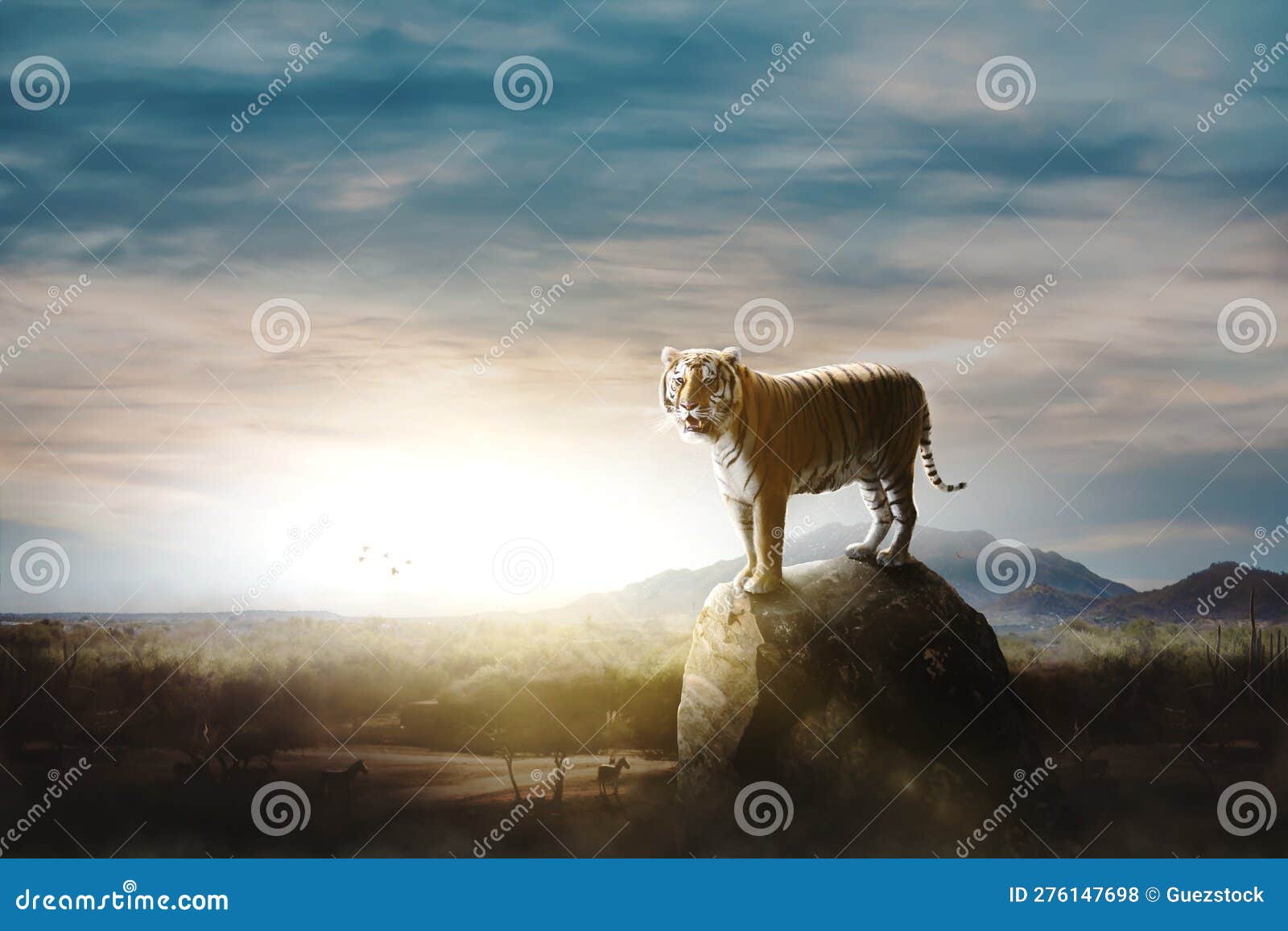 Tiger Sitting on a Stone at Sunset Stock Photo - Image of bengal, anger ...