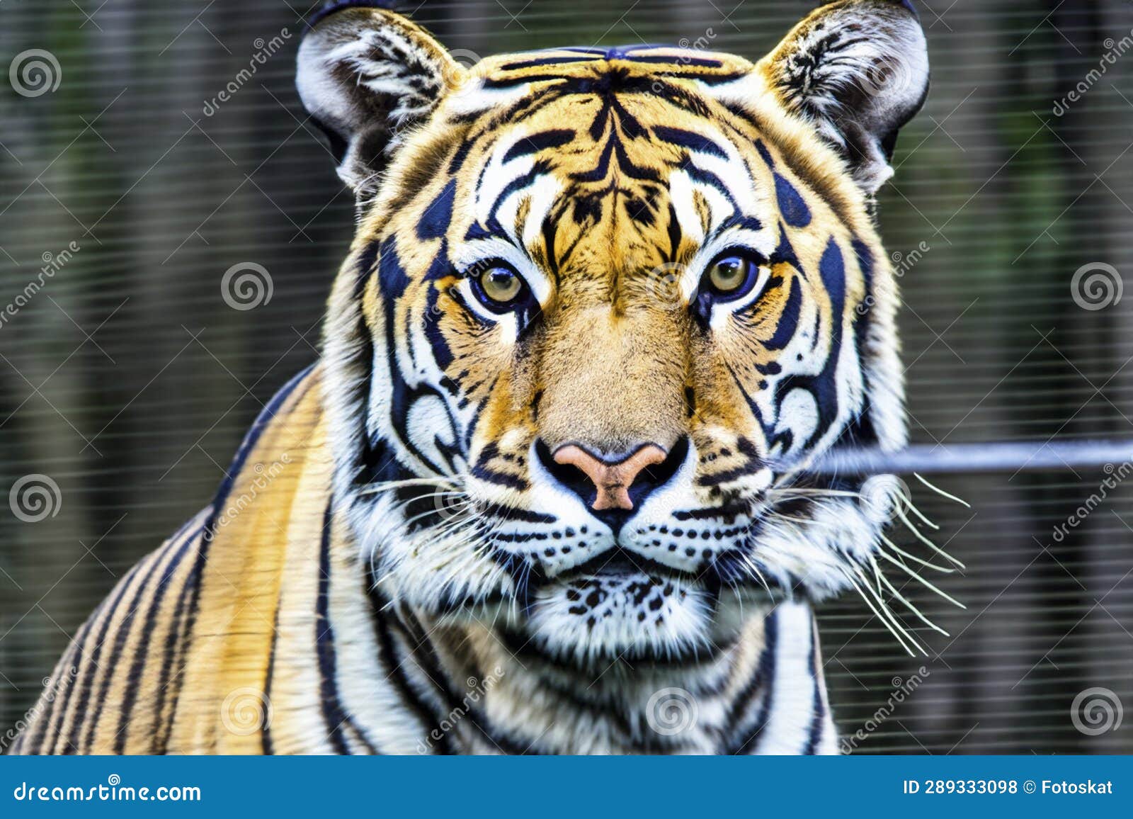 Tiger in the Cage stock photo. Image of carnivore, panthera - 289333098
