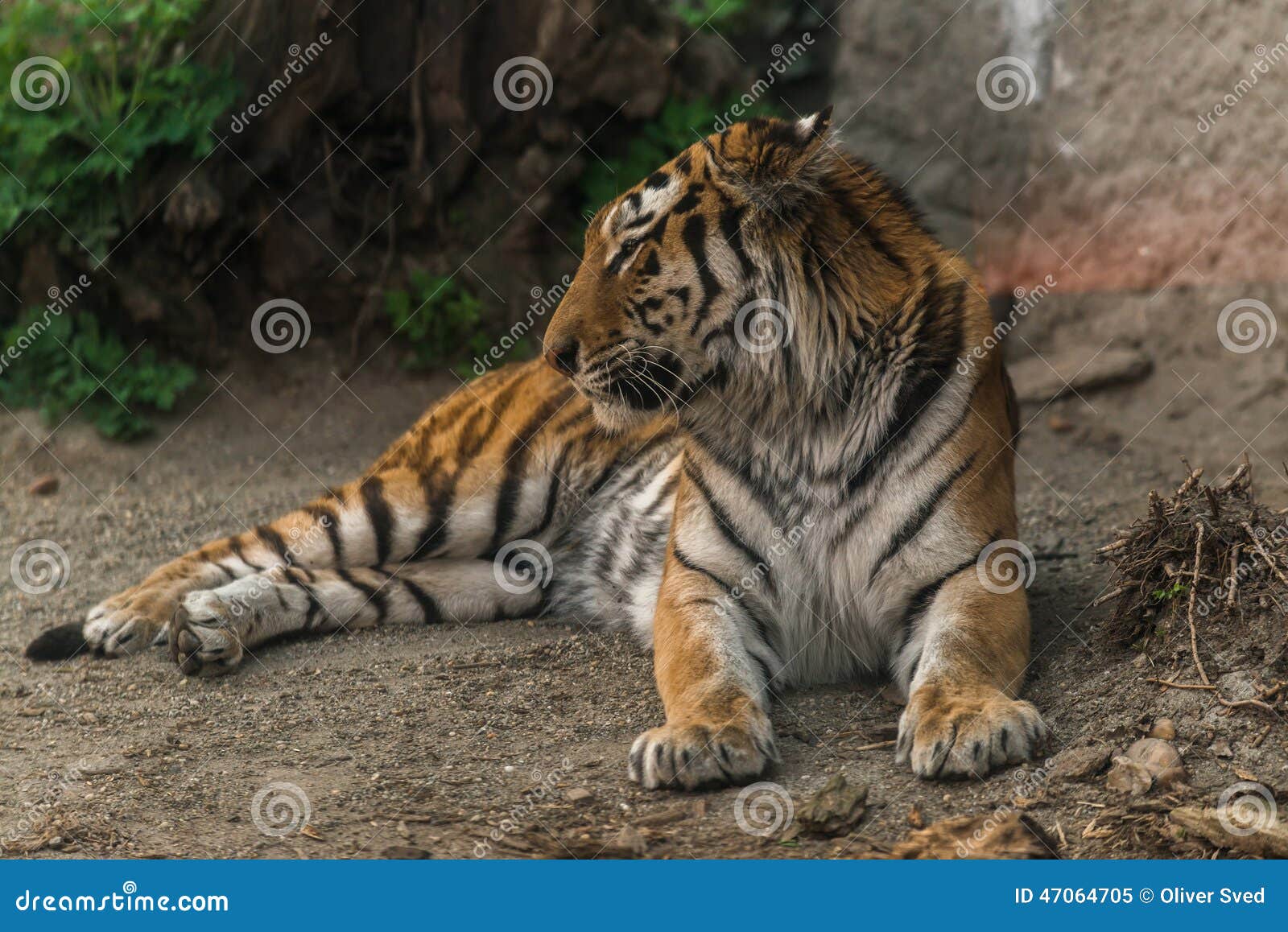 Tiger sitting in the zoo stock image. Image of hunt, tigress - 47064705
