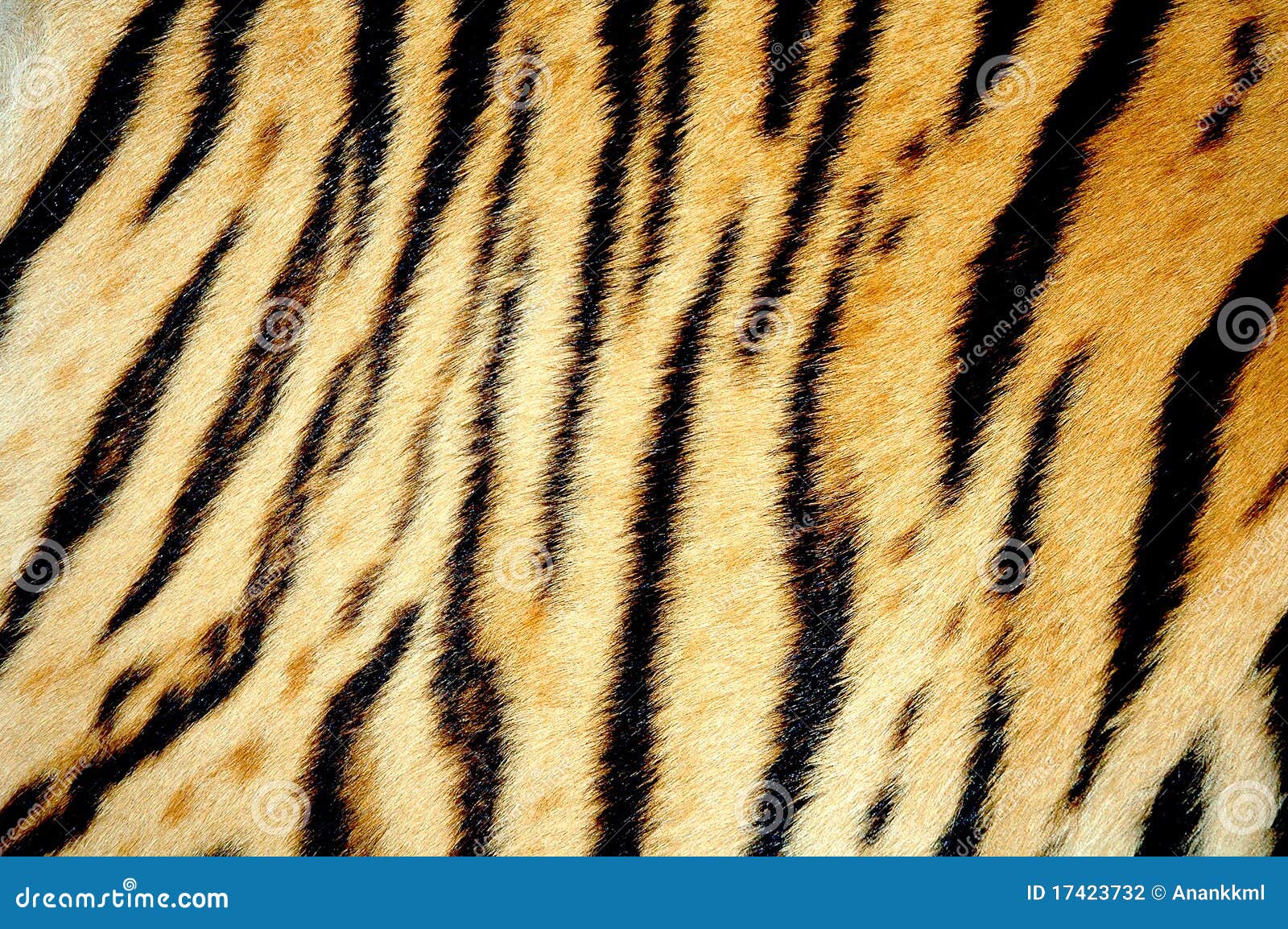 Tiger skin stock photo. Image of jungle, animal, decor - 17423732