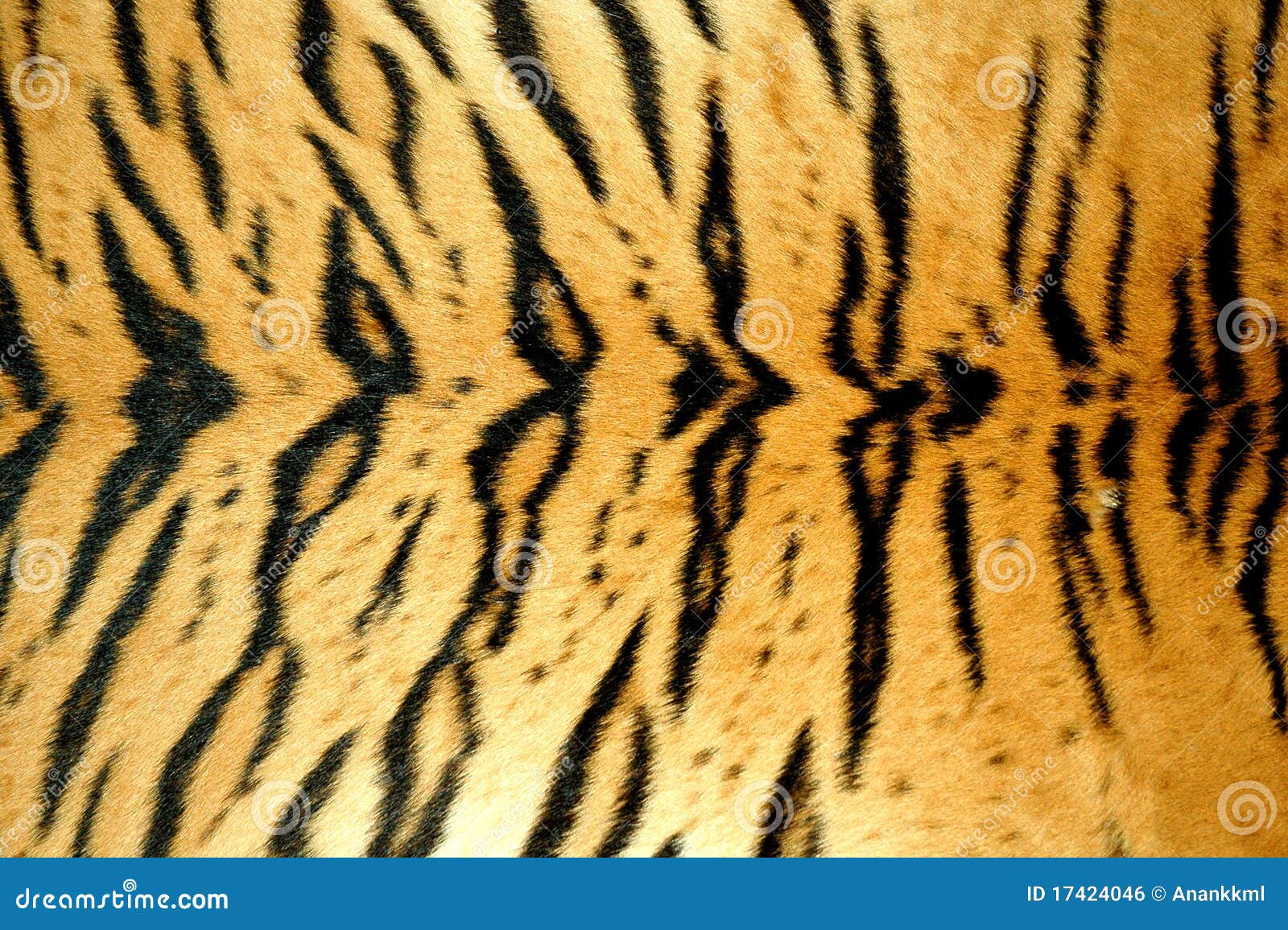 Tiger Skin, Original Tiger Skin Texture From Zoo Royalty-Free Stock ...