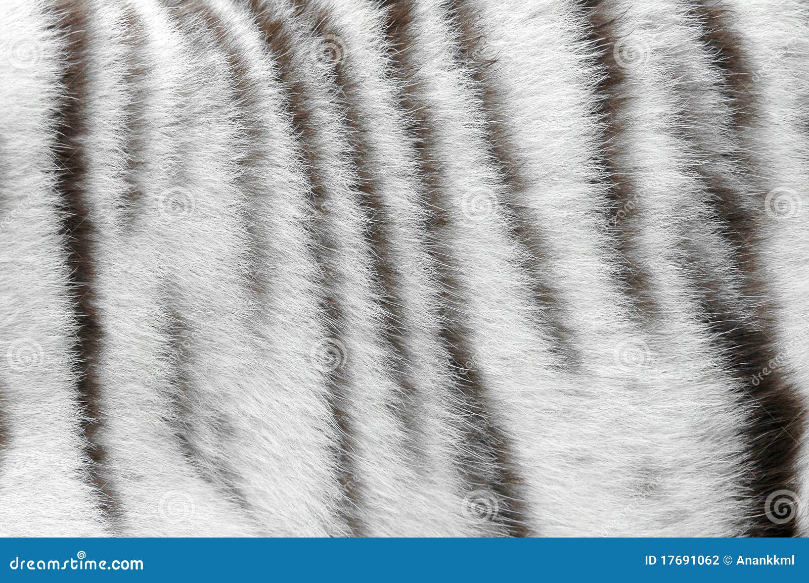 Tiger Skin, Original Tiger Skin Texture From Zoo Royalty-Free Stock ...