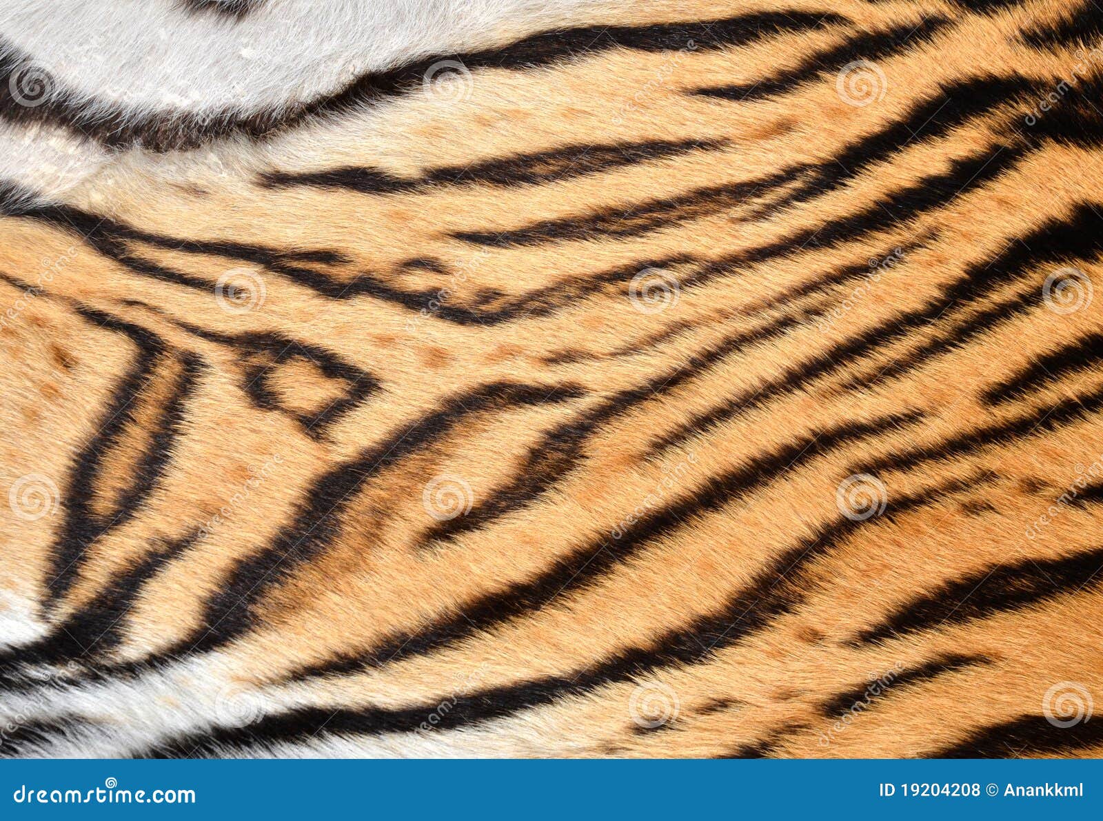 Tiger skin stock photo. Image of ornate, tigris, backgrounds - 19204208