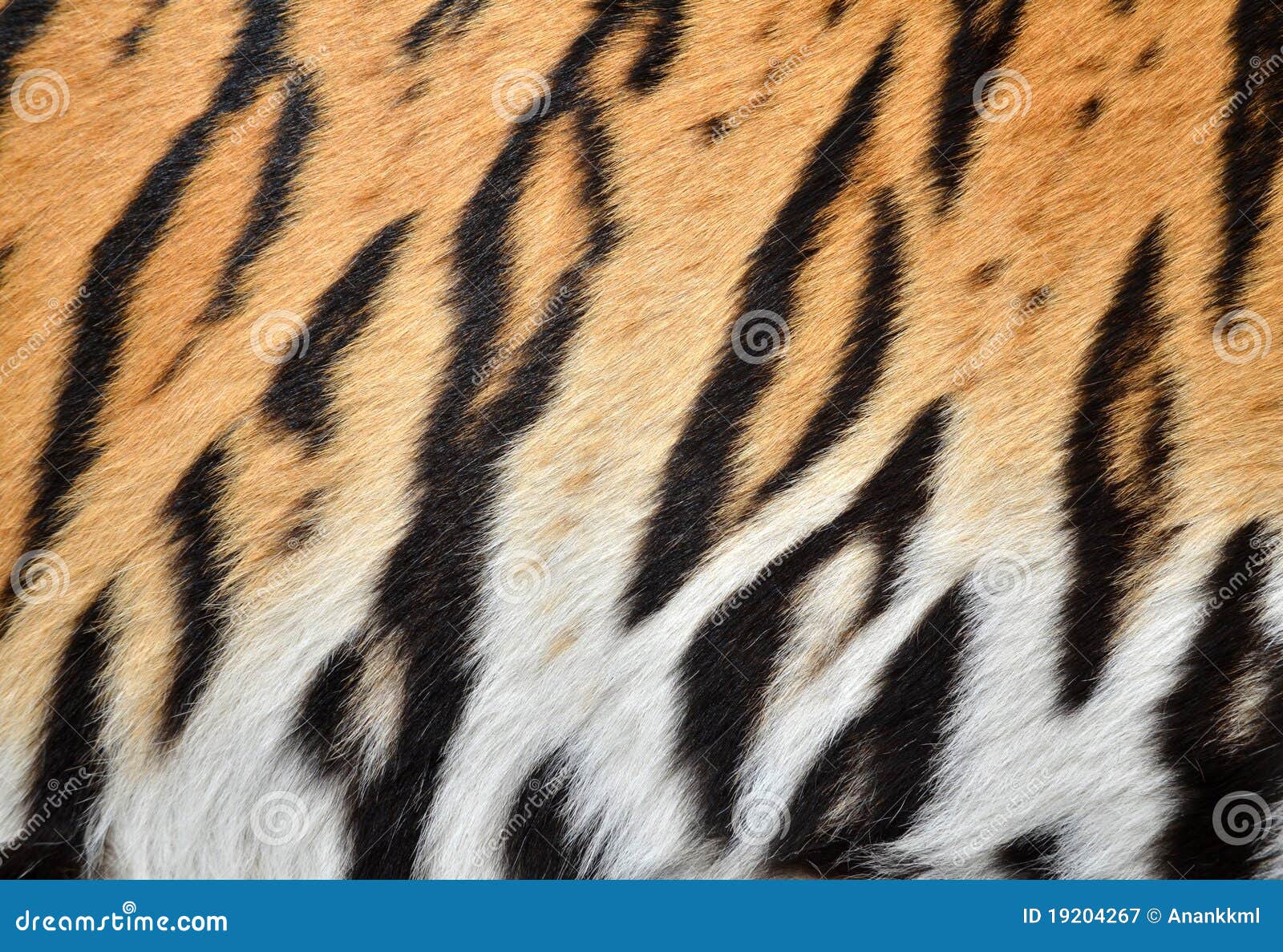 Tiger skin stock image. Image of nature, pattern, texture - 19204267