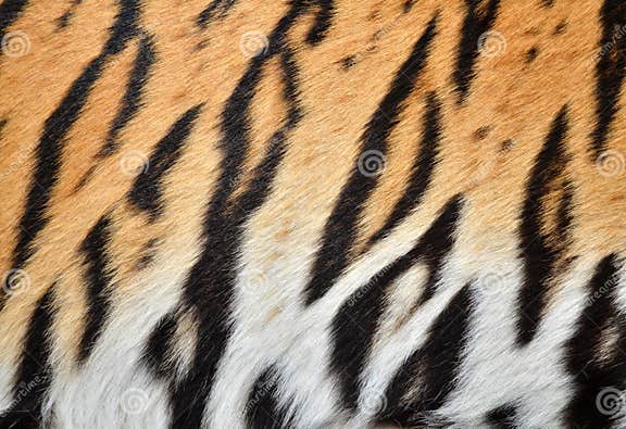 Tiger skin stock image. Image of style, tiger, tigris - 19204267