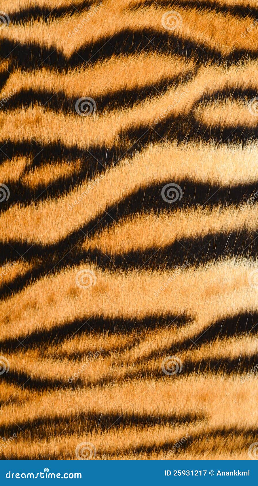 Tiger skin stock image. Image of wild, asia, brown, close - 25931217