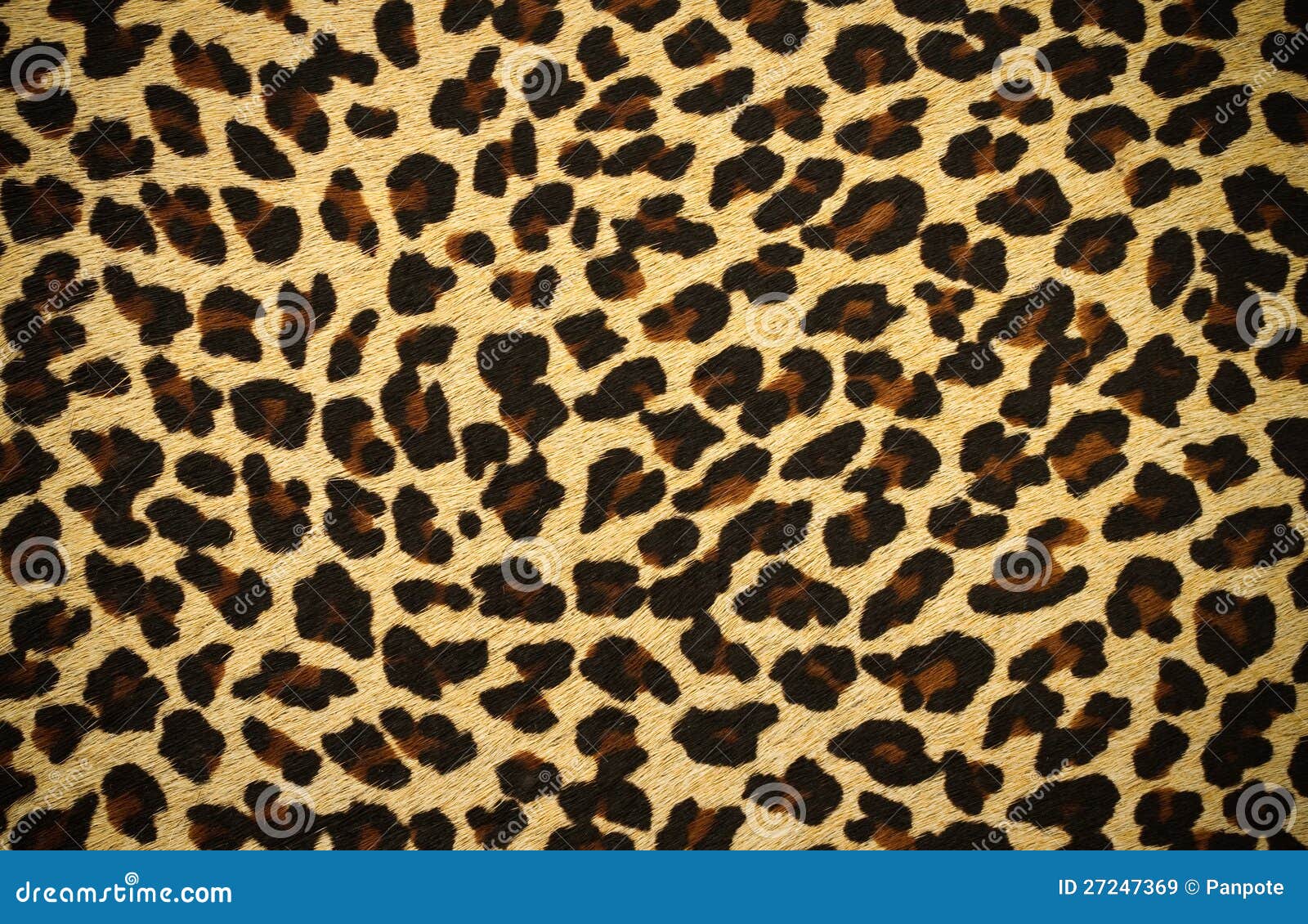 Tiger skin stock image. Image of wildlife, exotic, nature - 27247369