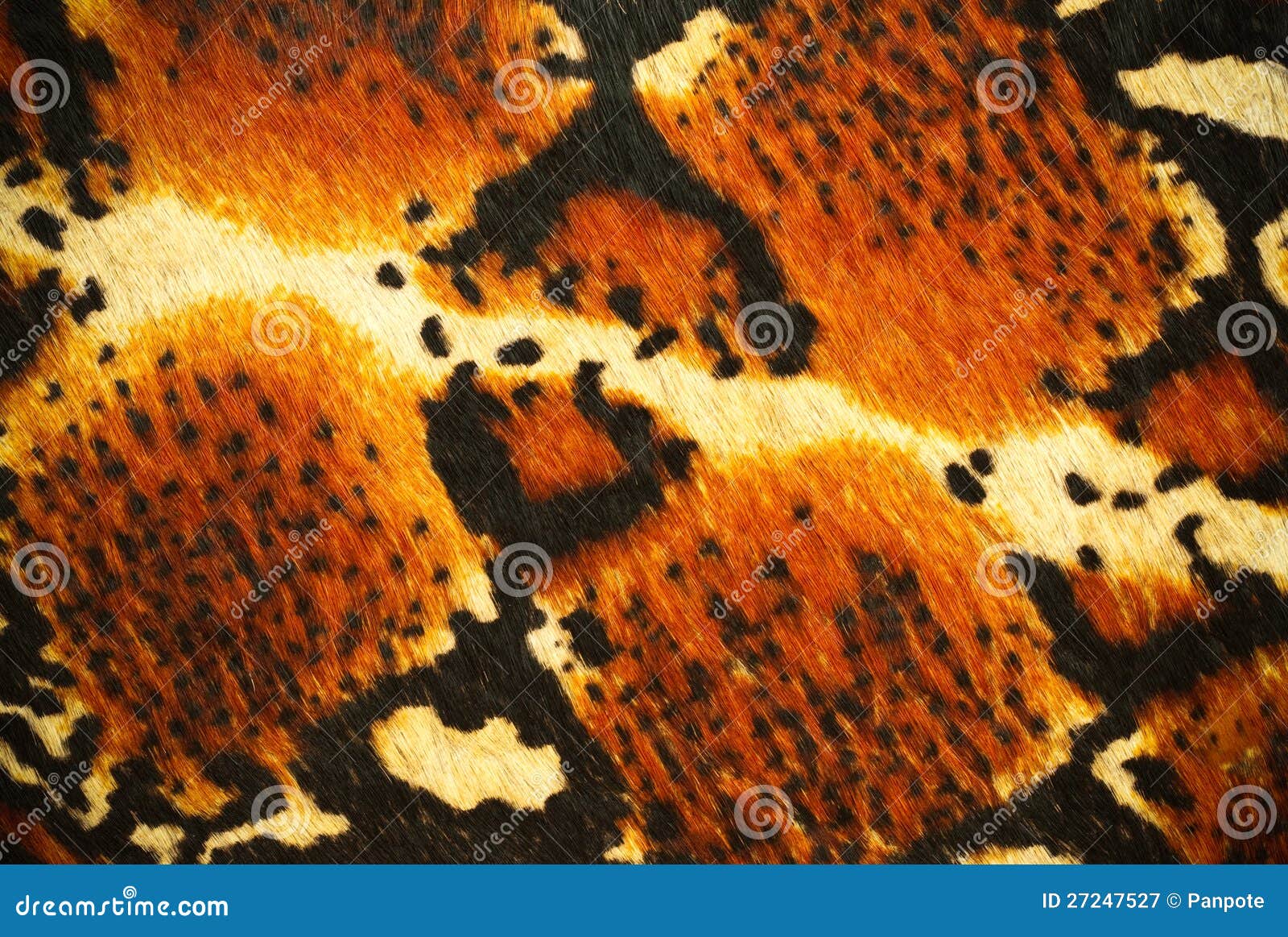 Tiger skin stock image. Image of leather, black, safari - 27247527