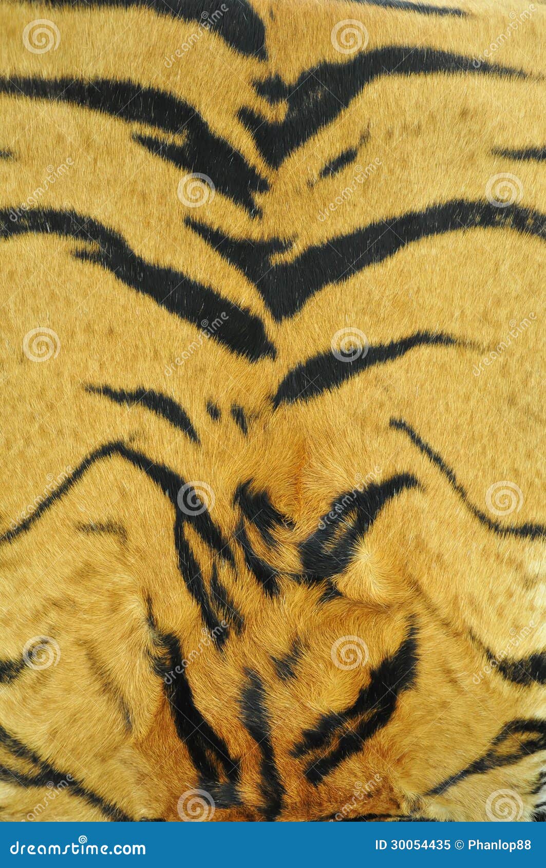 Tiger skin pattern stock image. Image of black, close - 30054435