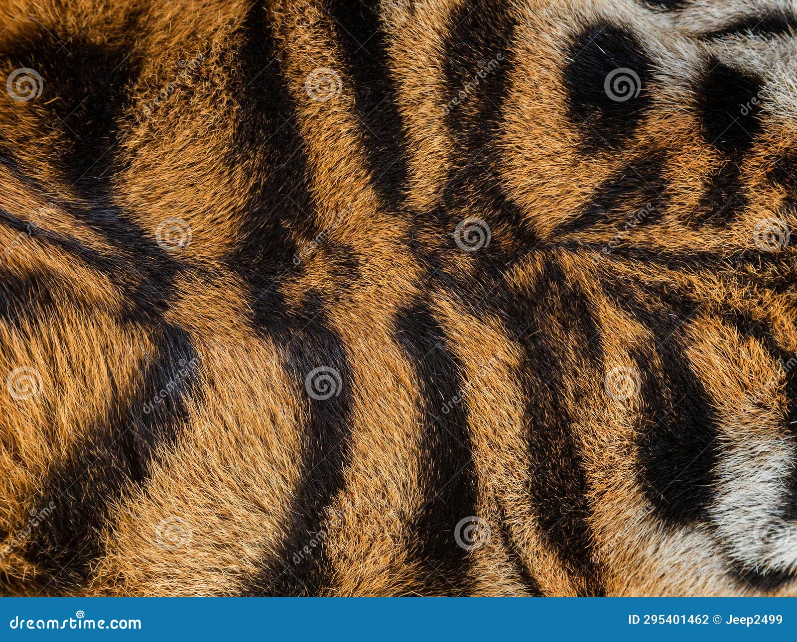 Tiger skin pattern. stock photo. Image of wild, asia - 295401462