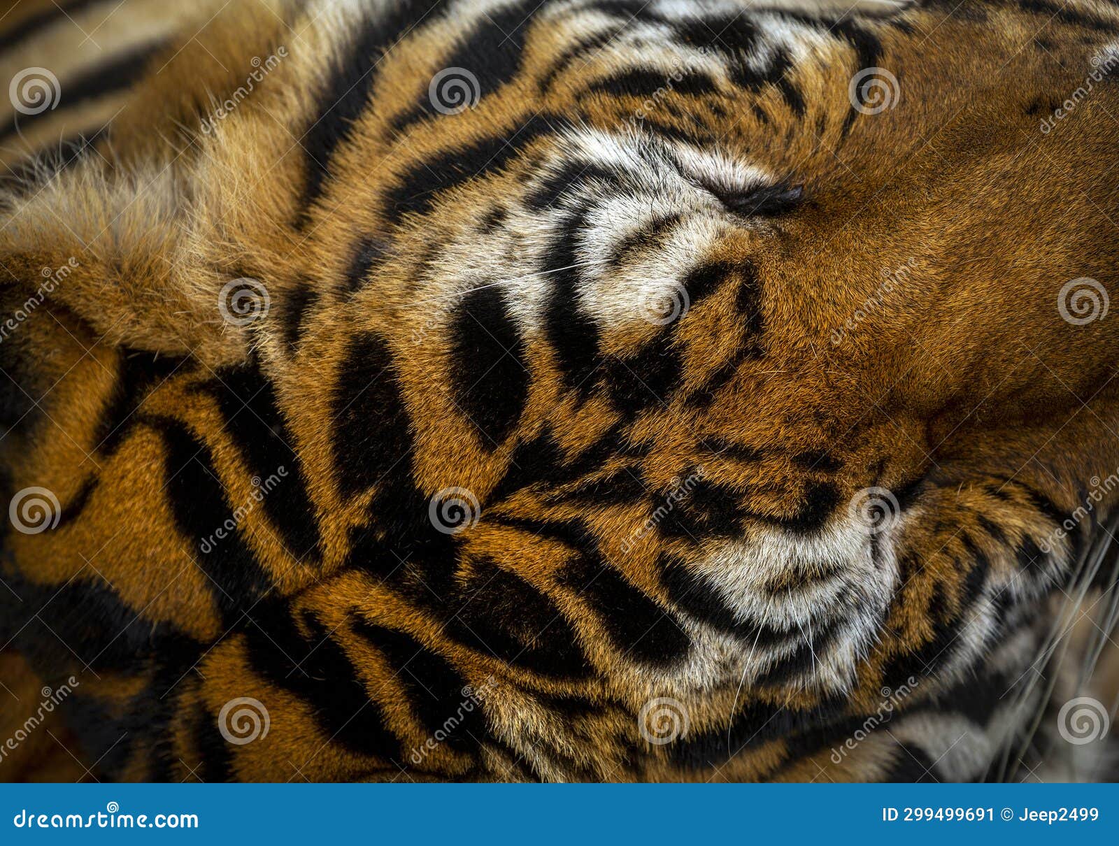 Tiger Skin Pattern on Forehead. Stock Image - Image of animal, material ...