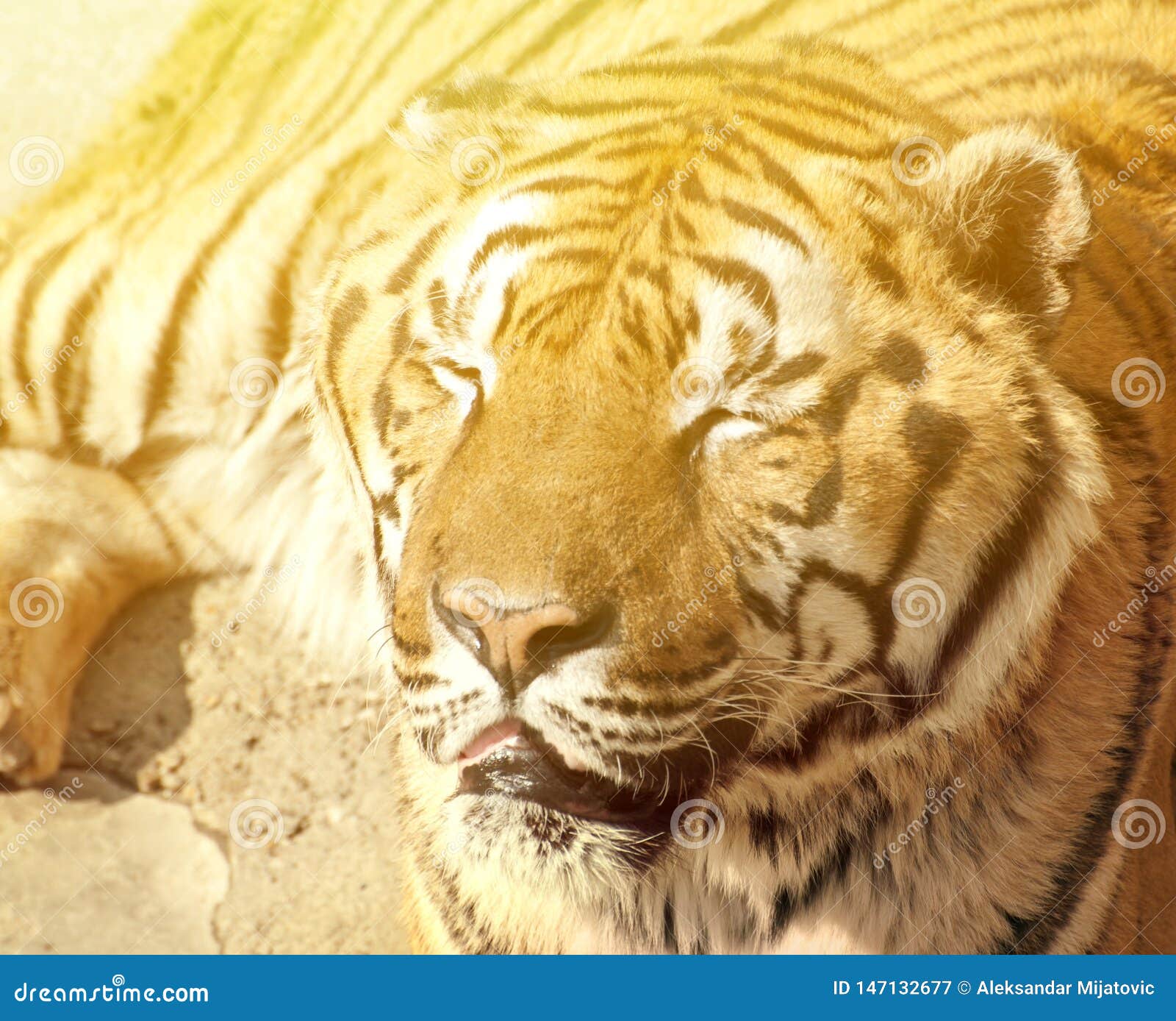 Tiger sleeping stock image. Image of predator, animals - 147132677
