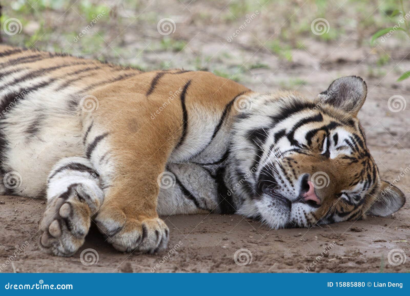 Tiger sleeping stock photo. Image of eyes, lying, species - 15885880