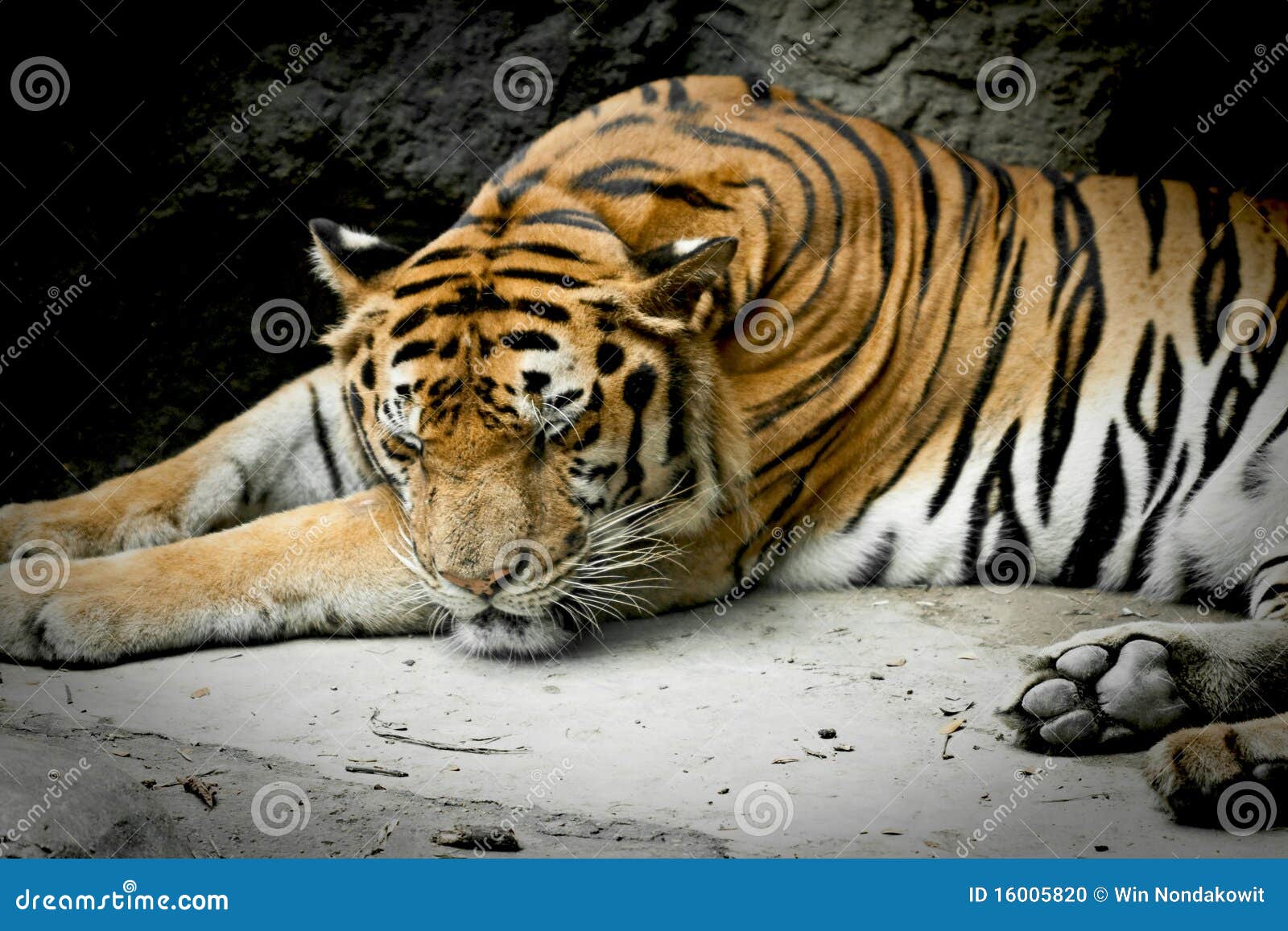 Tiger sleeping stock photo. Image of peaceful, strength - 16005820