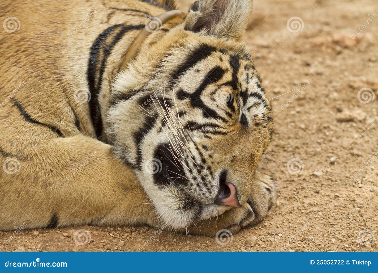 Tiger sleeping stock photo. Image of tigertranquil, quiet - 25052722