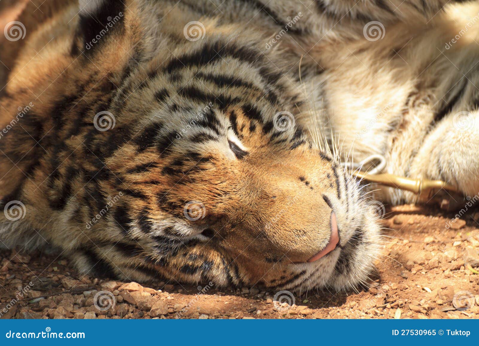 Tiger sleeping stock image. Image of sleeping, tiger - 27530965