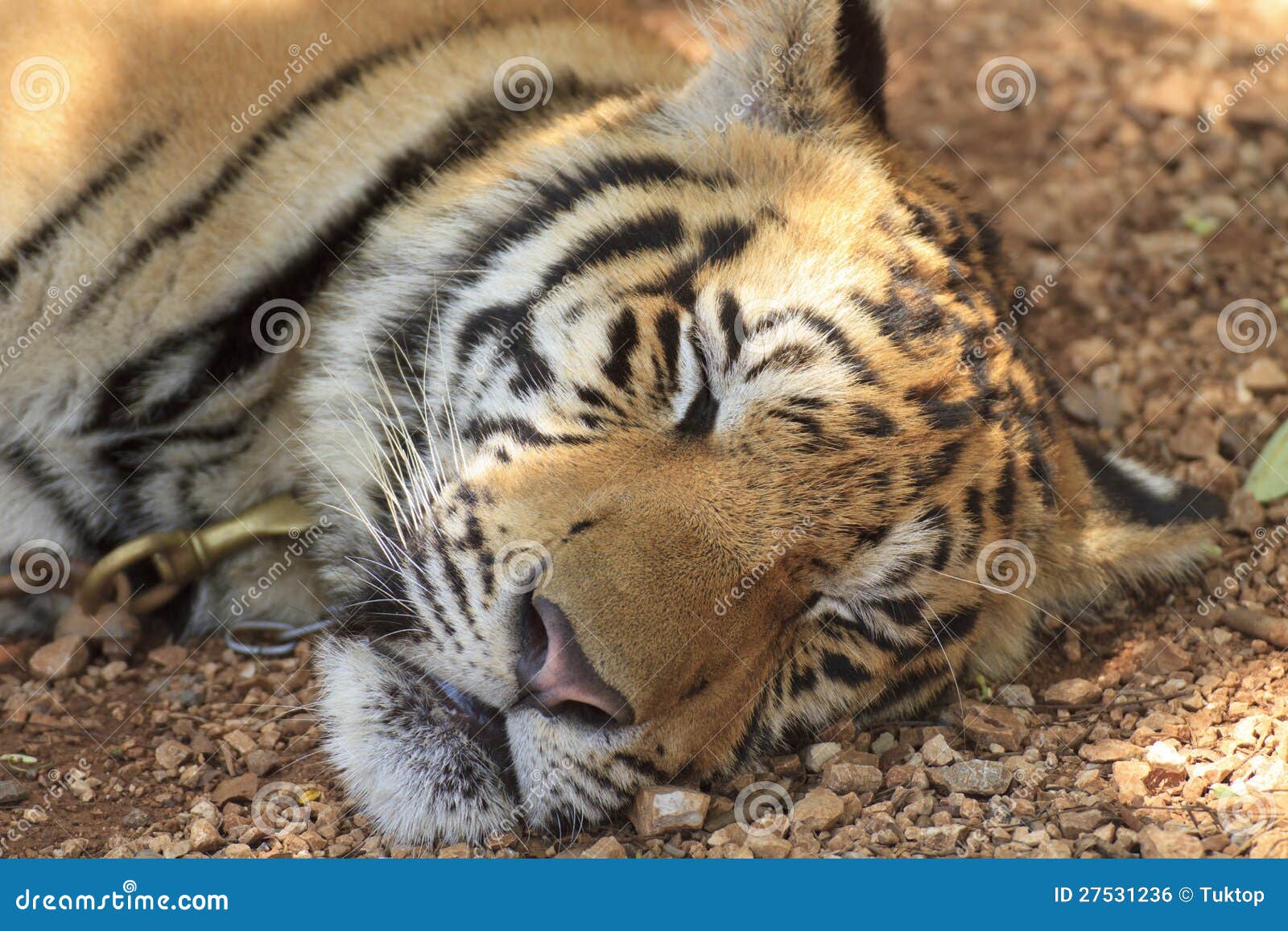 Tiger sleeping stock photo. Image of relaxation, serene - 27531236