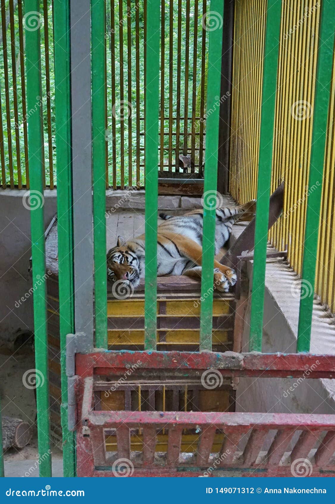 A Tiger is Sleeping in a Cage at the Zoo Stock Photo - Image of ...