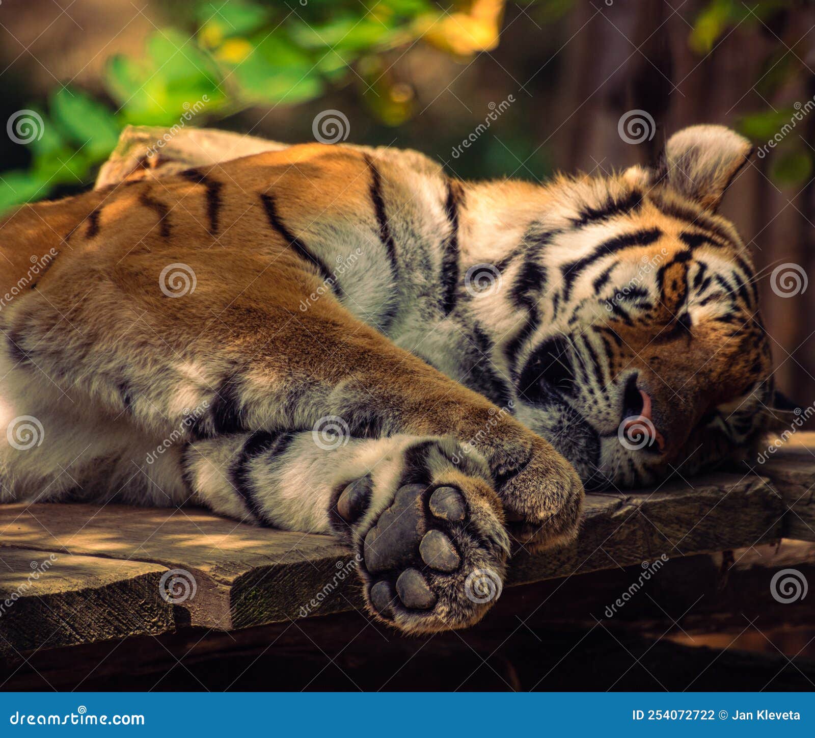 Tiger sleeping Calm stock photo. Image of safari, calm - 254072722