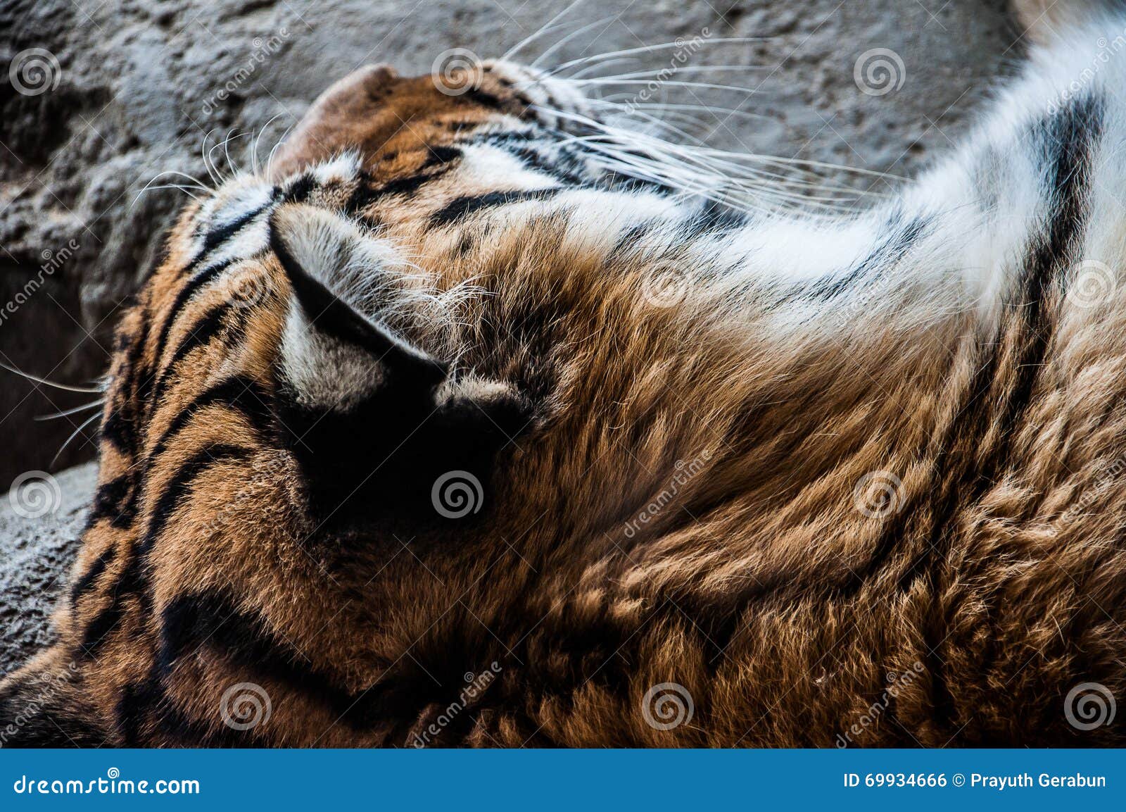 Tiger sleeping stock photo. Image of rock, orange, predator - 69934666