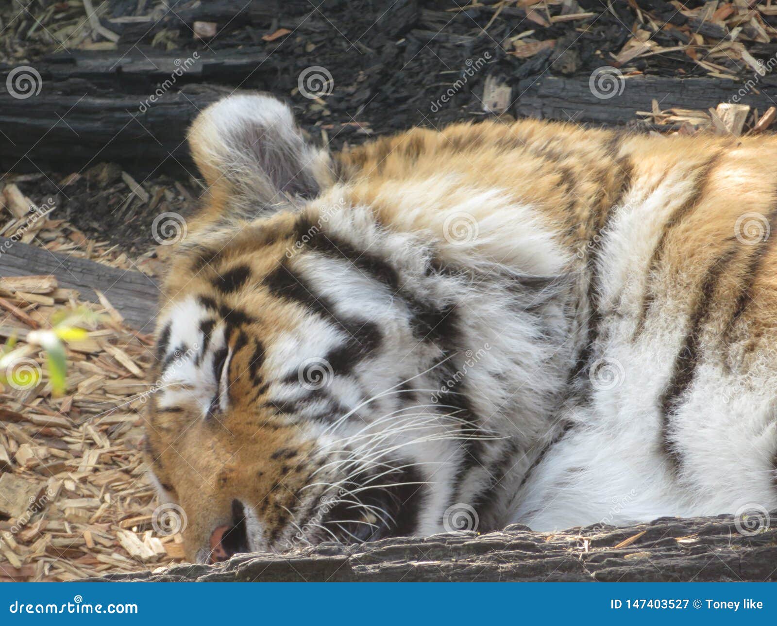Tiger sleeping stock image. Image of snooze, wildlife - 147403527