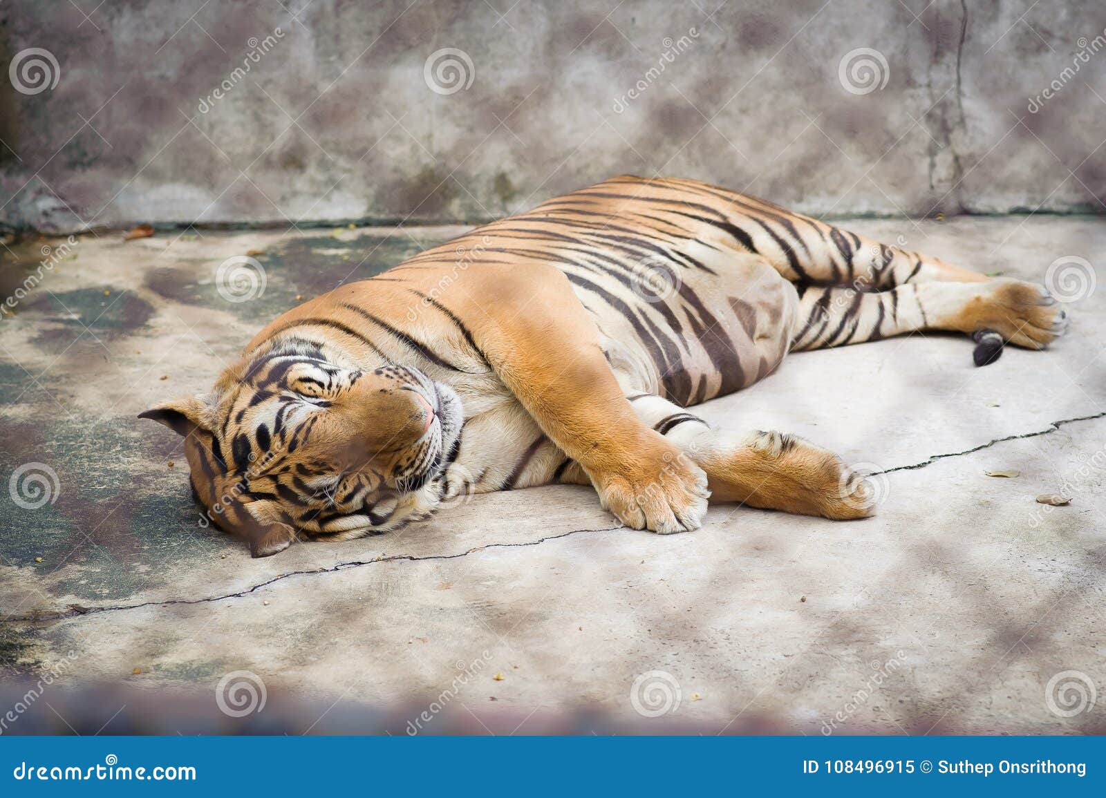 Tiger is sleeping stock image. Image of beautiful, bengal - 108496915
