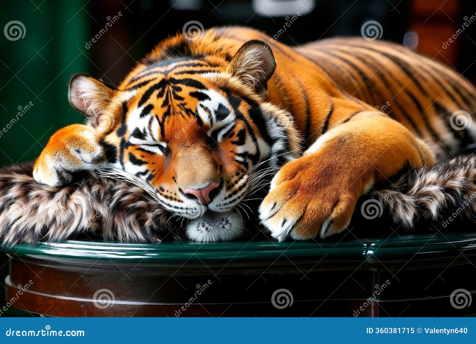 A Tiger Laying on Top of a Table with Its Eyes Closed Stock Image ...