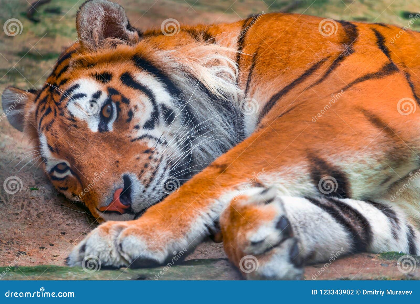 Tiger is Sleeping, and Relaxation. Predator is Resting Stock Photo ...