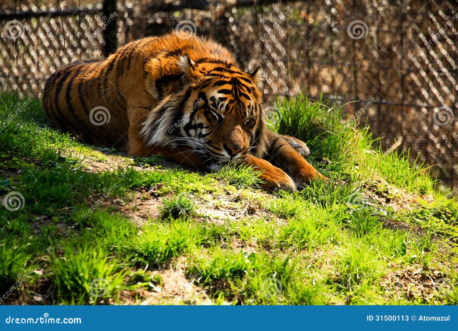 Tiger Sleeping stock image. Image of panthera, megafauna - 31500113
