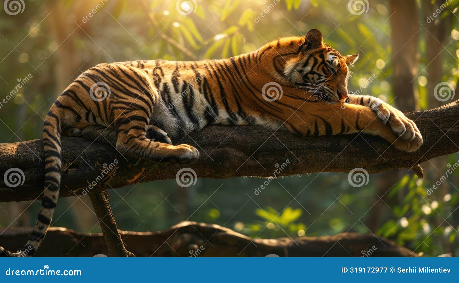 Tiger Sleeping on a Tree Branch in the Jungle. Wild Animal Resting ...