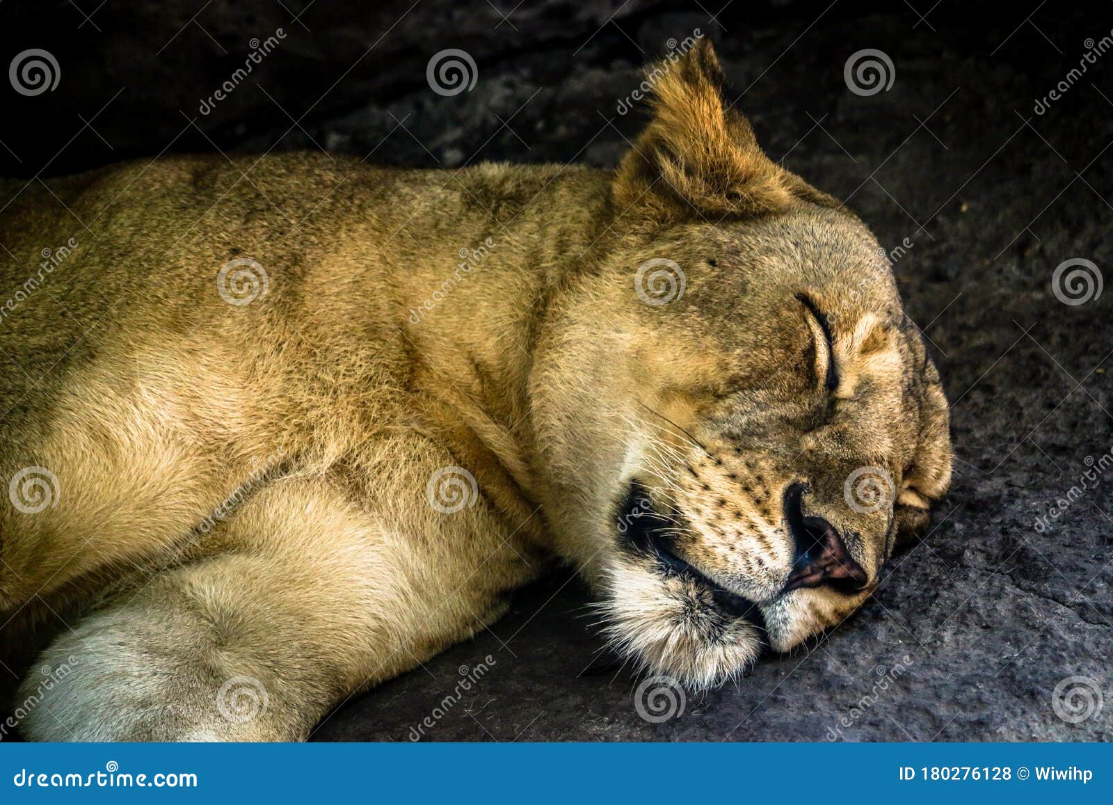 A tiger is taking nap stock photo. Image of animals - 180276128