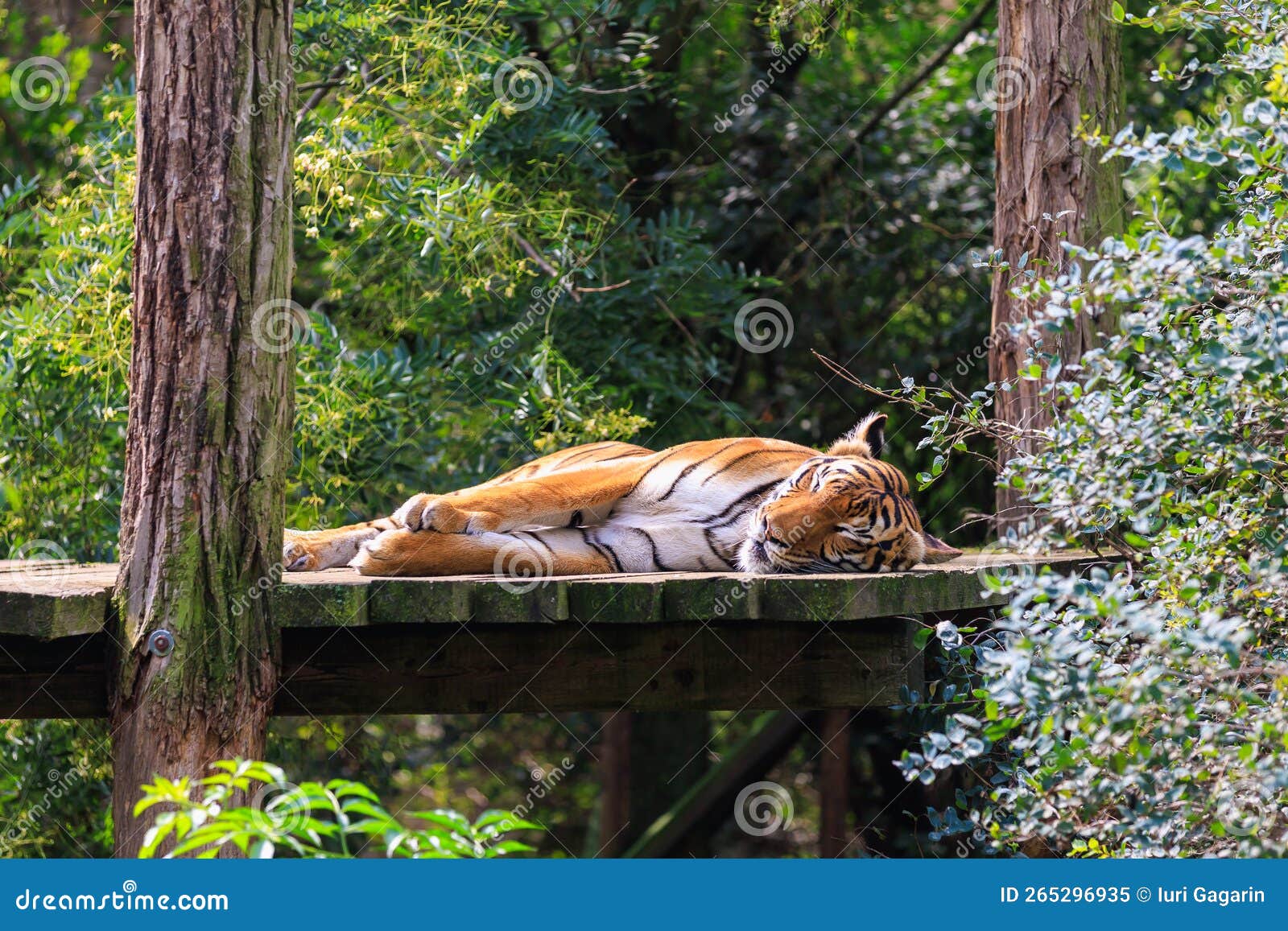 The Tiger Sleeps Basking in the Sun. Background with Selective Focus and Copy Space Stock Image ...