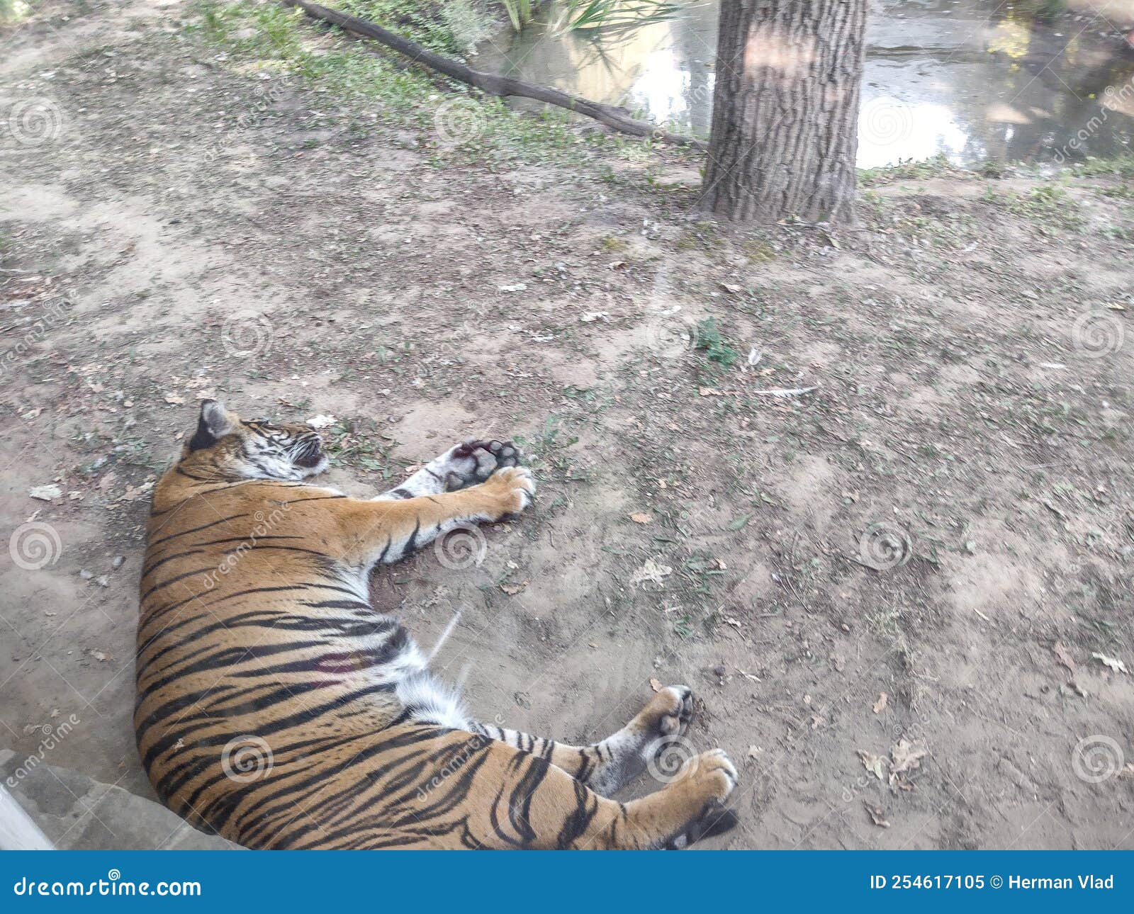A Tiger Sleeps on the Ground at the Zoo Stock Image - Image of wildlife ...