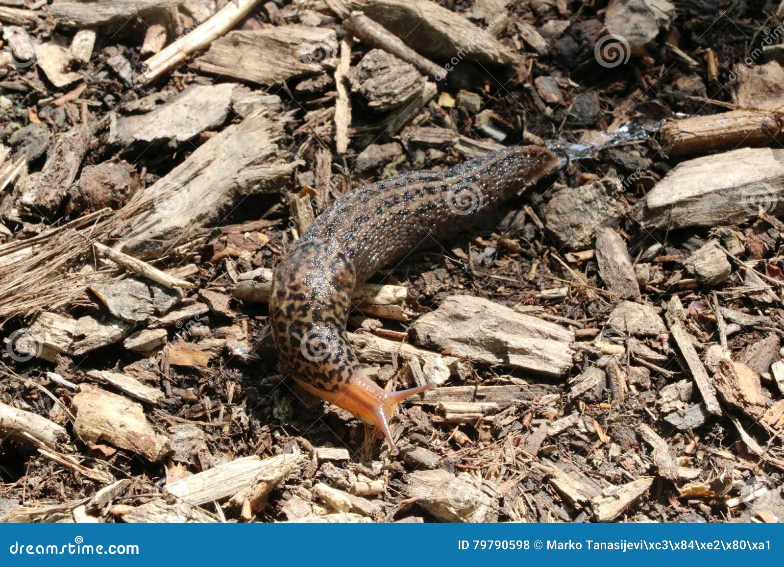 Tiger Slug Crawling on the Gorund Stock Photo - Image of snail, life ...