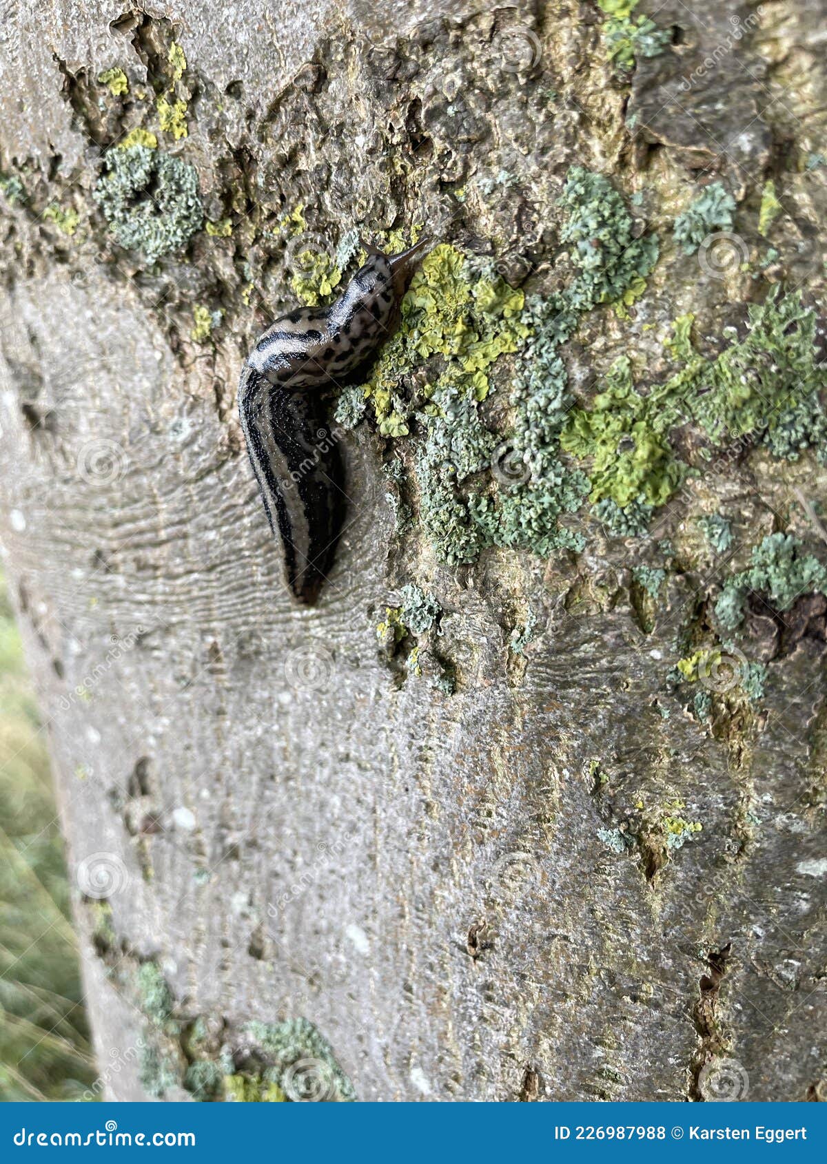 The Tiger Slug Crawls Along a Tree Stock Photo - Image of animal ...