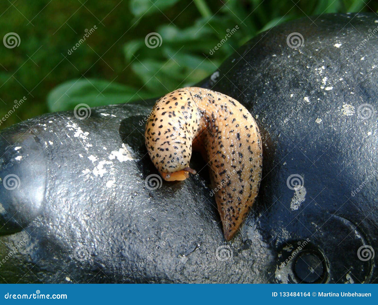 Tiger slug in the garden stock photo. Image of garden - 133484164