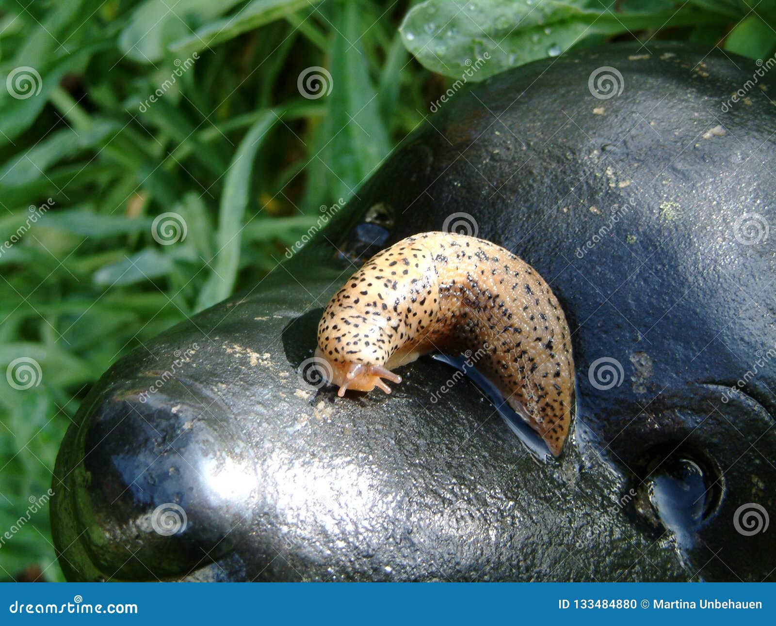 Tiger slug in the garden stock photo. Image of wild - 133484880