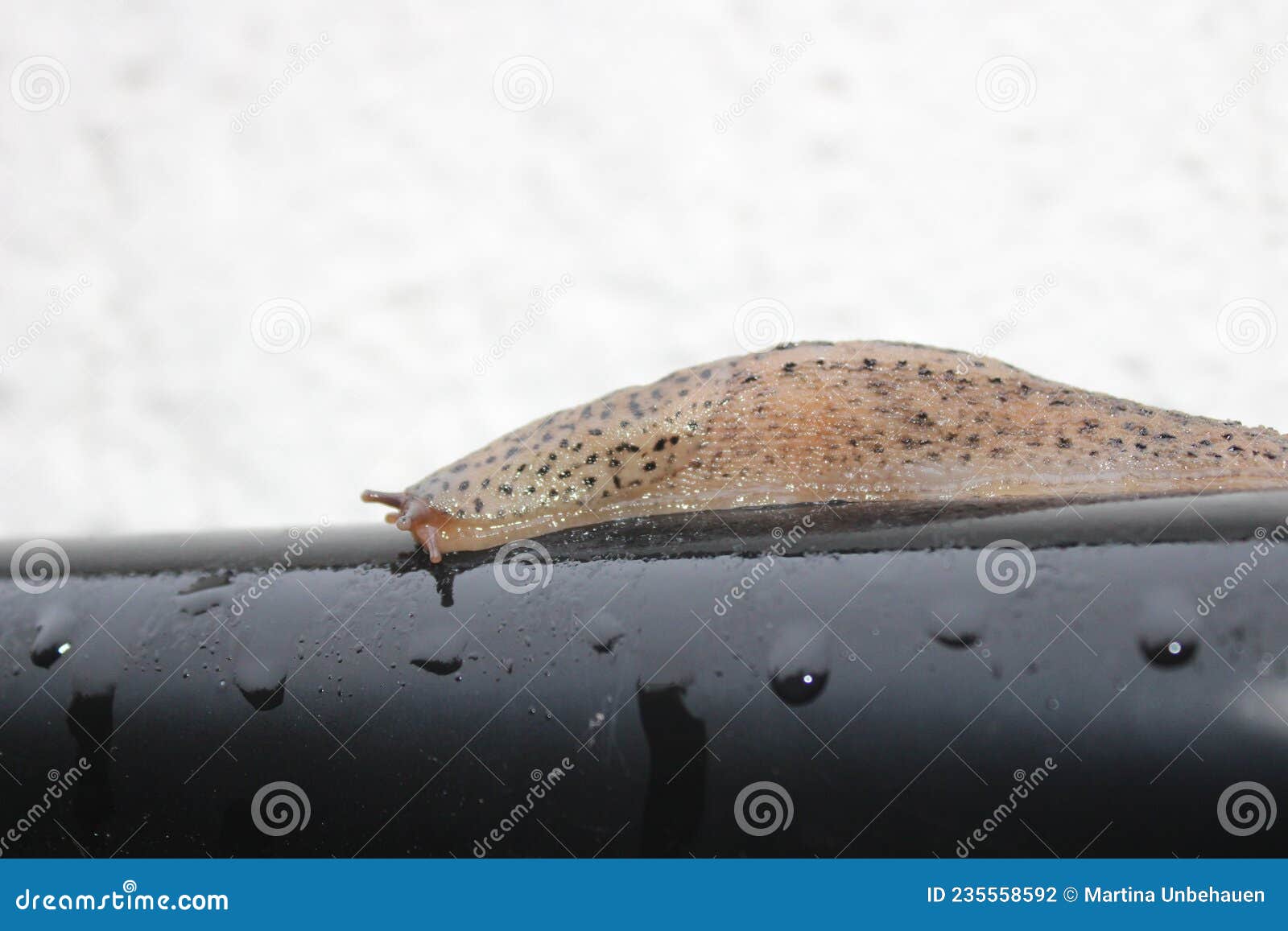 Tiger slug on a wet rail stock photo. Image of limaxmaximus - 235558592