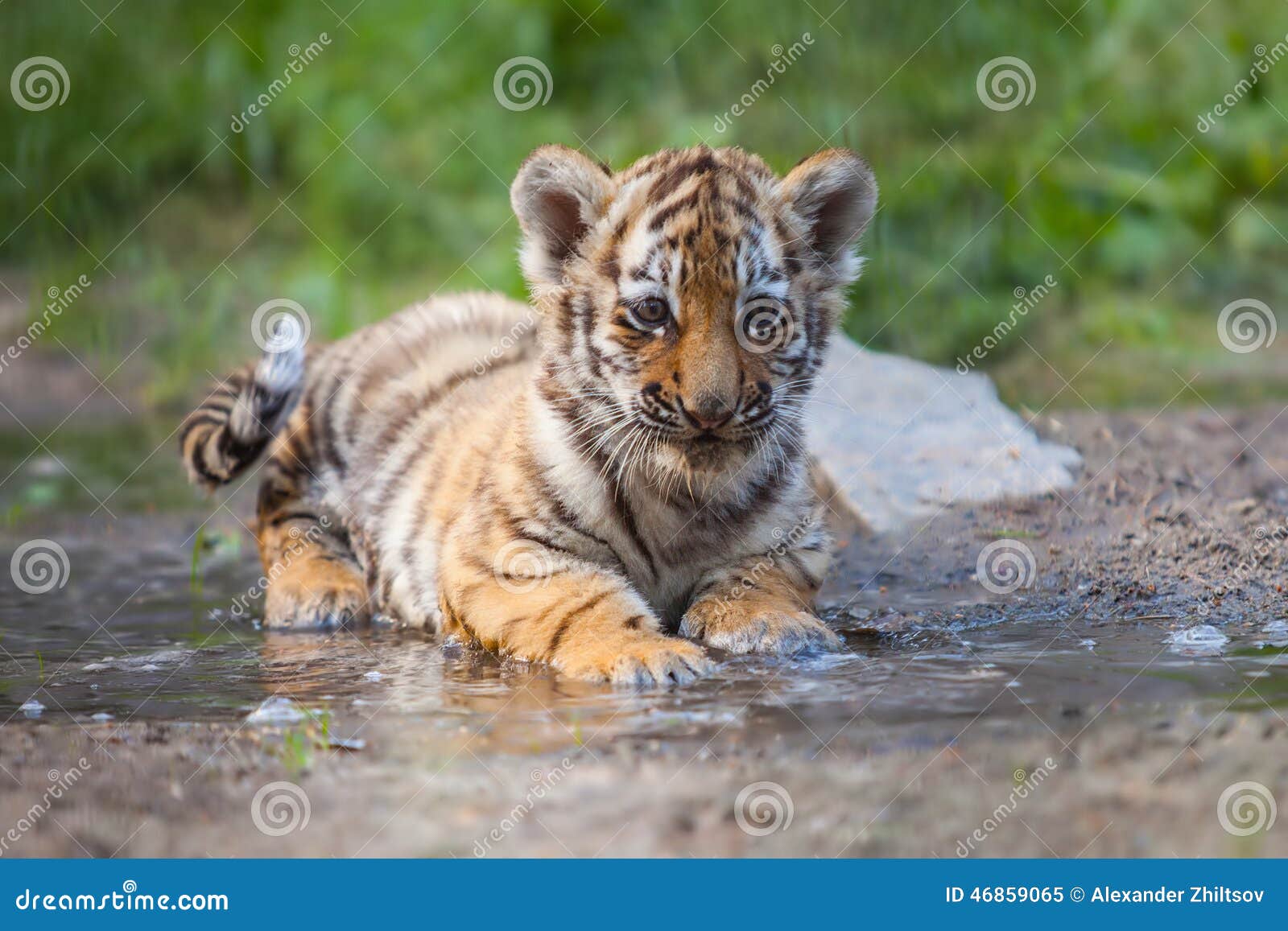 Tiger stock image. Image of cute, whisker, small, baby - 46859065