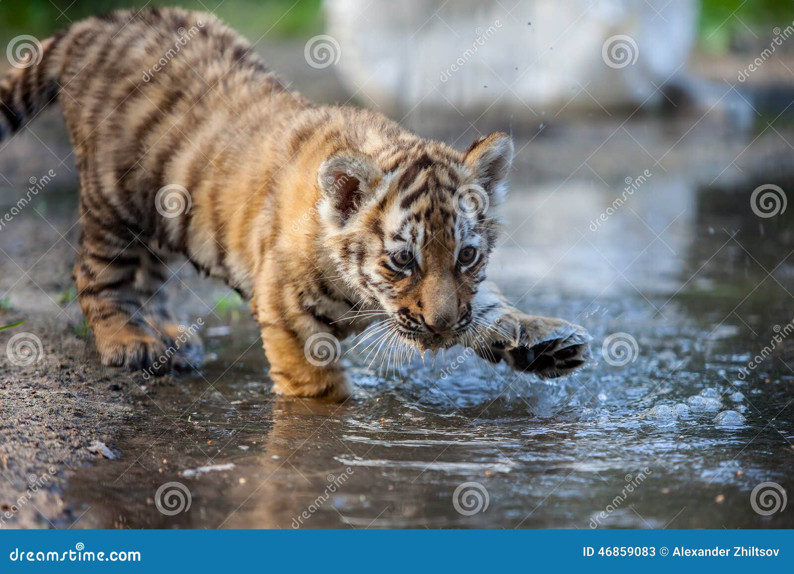 Tiger stock image. Image of wildlife, tiger, siberian - 46859083
