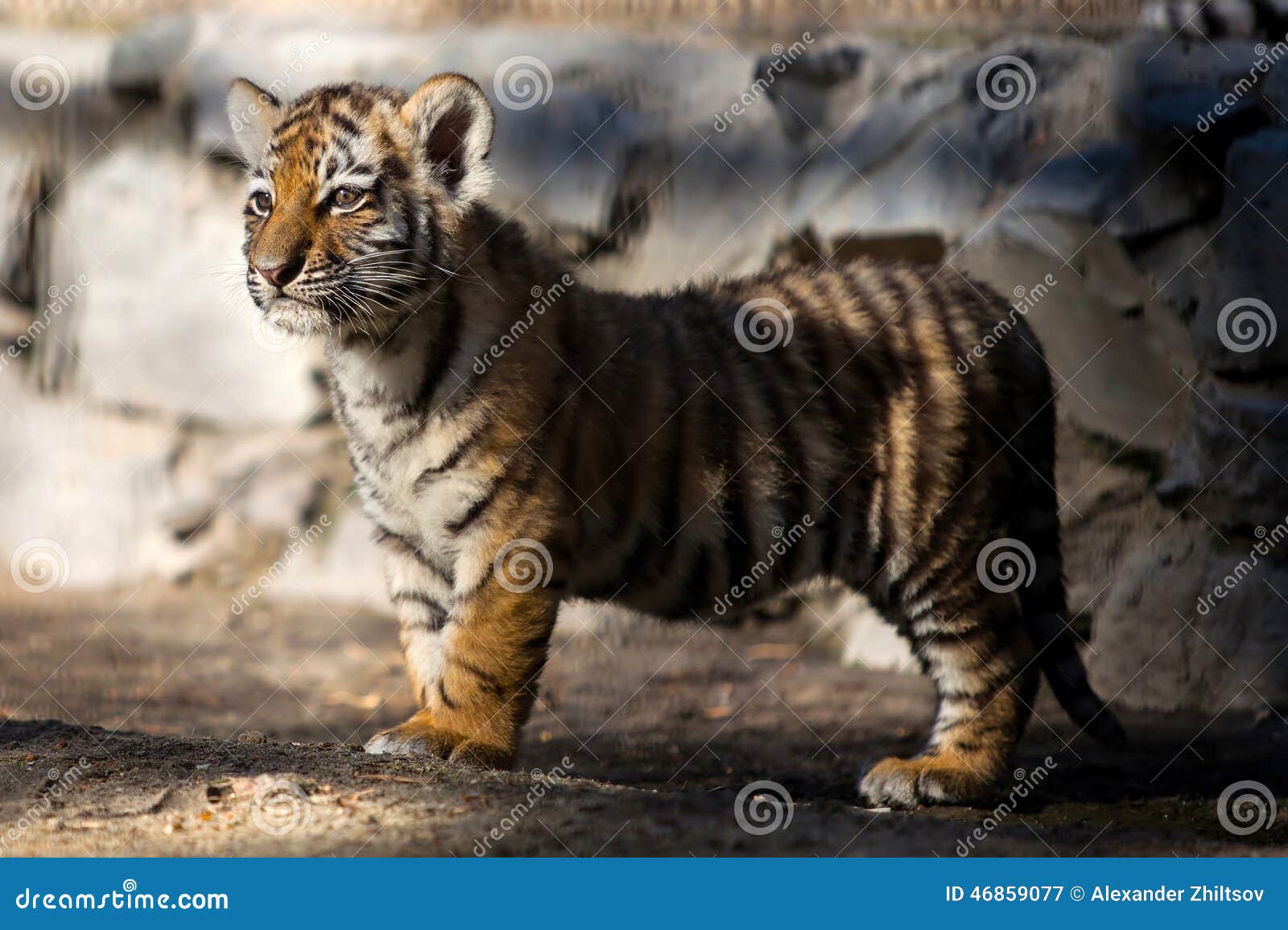 Tiger stock image. Image of outdoors, cute, nature, wild - 46859077