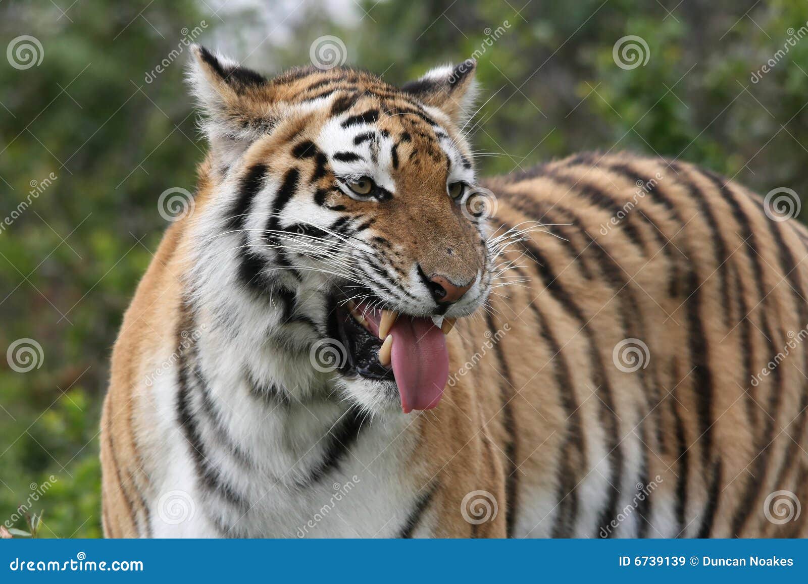 Tiger Smelling stock image. Image of hunter, flehmen, nature - 6739139