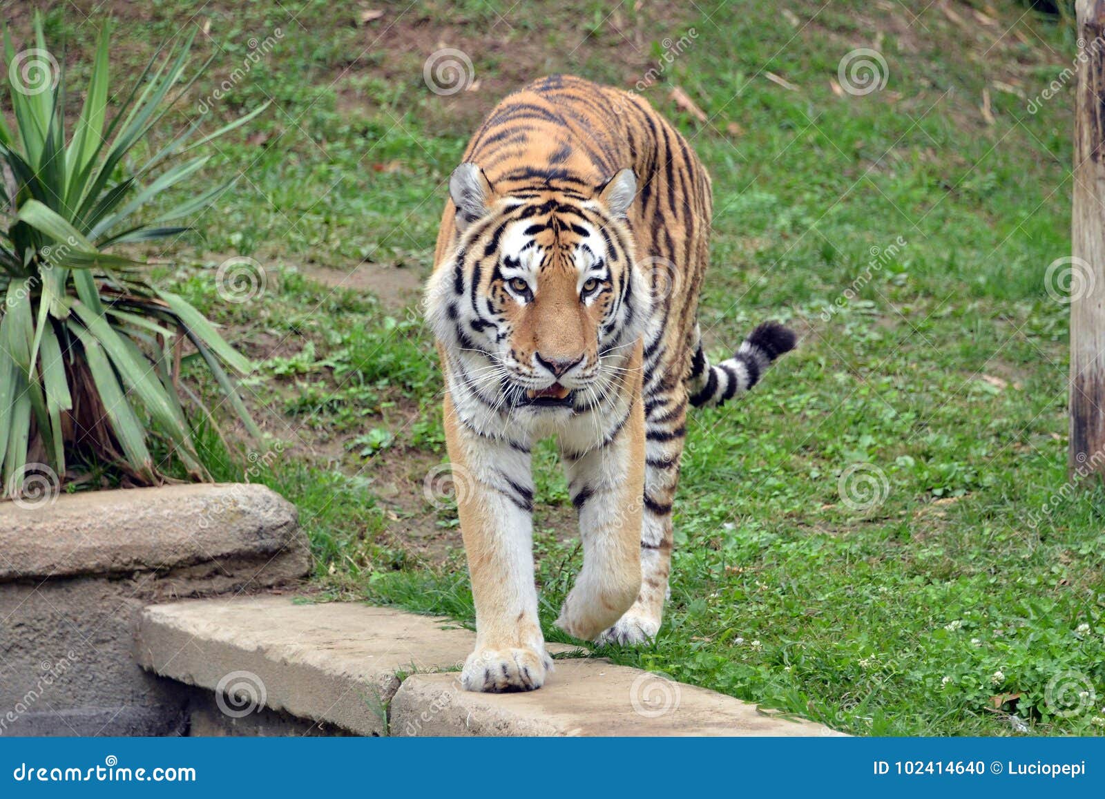 A tiger smells the air stock photo. Image of nature - 102414640