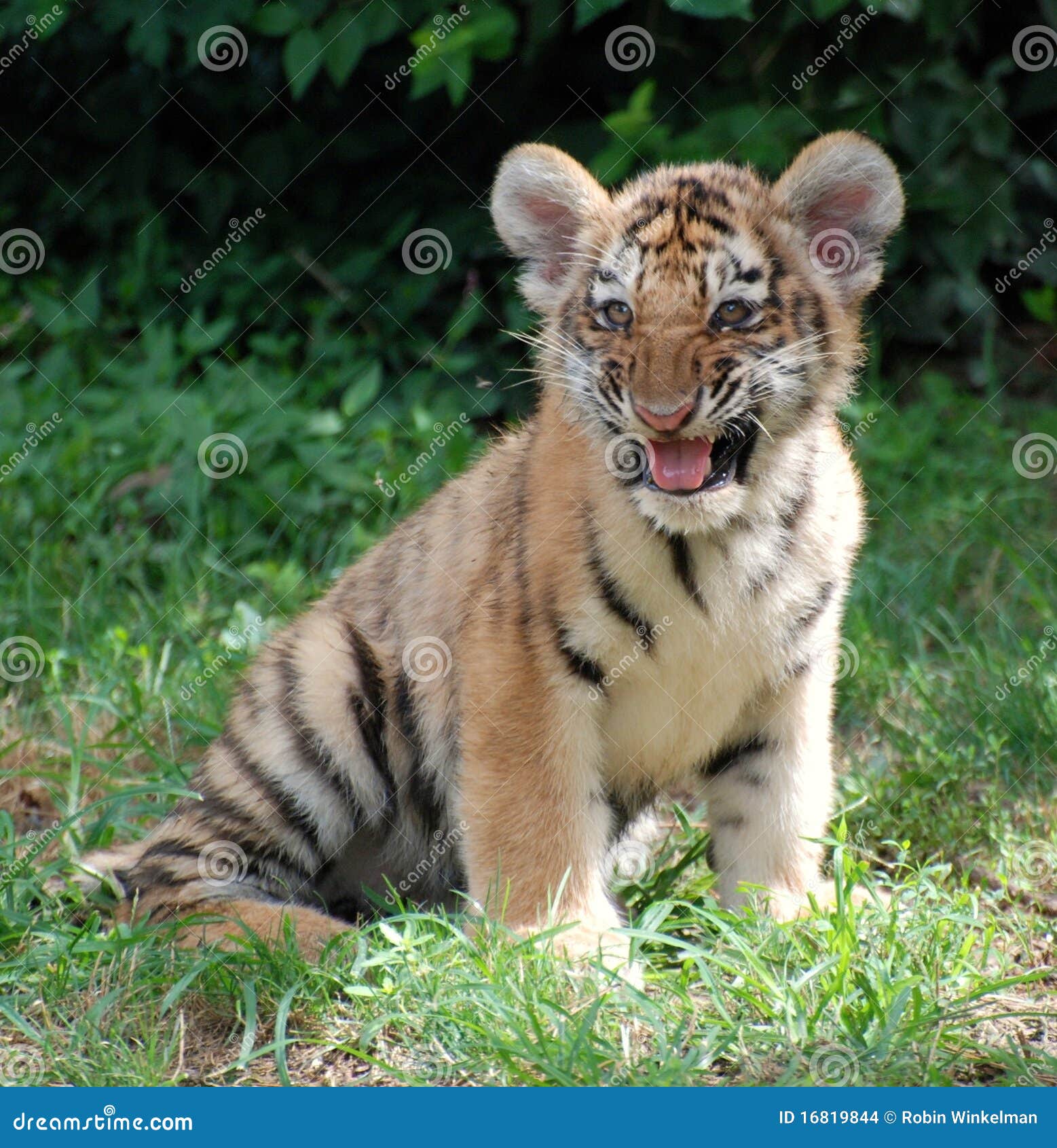 Tiger smile stock photo. Image of stripes, grass, striped - 16819844
