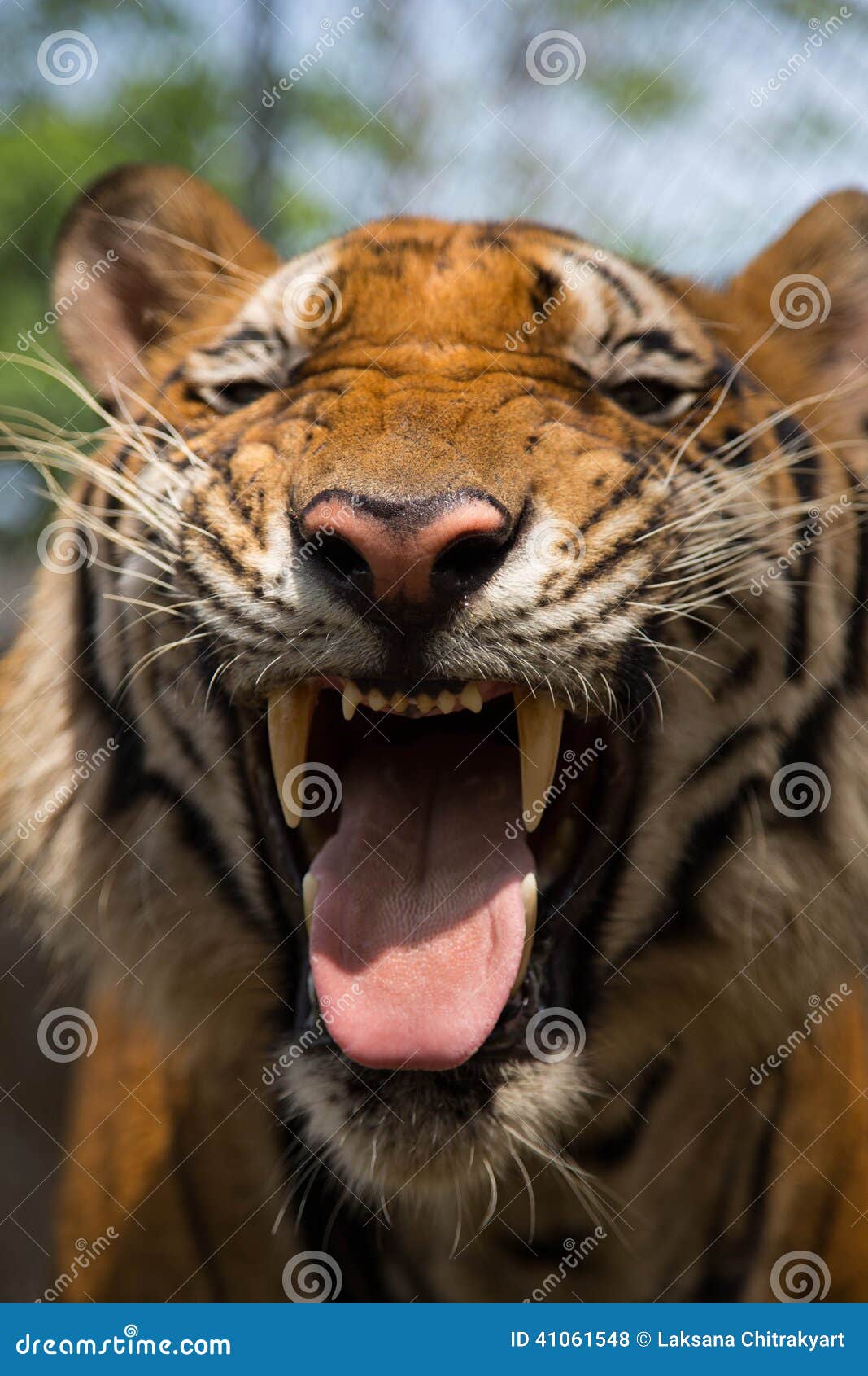 Tiger Smile stock photo. Image of tiger, wildlife, yellow - 41061548
