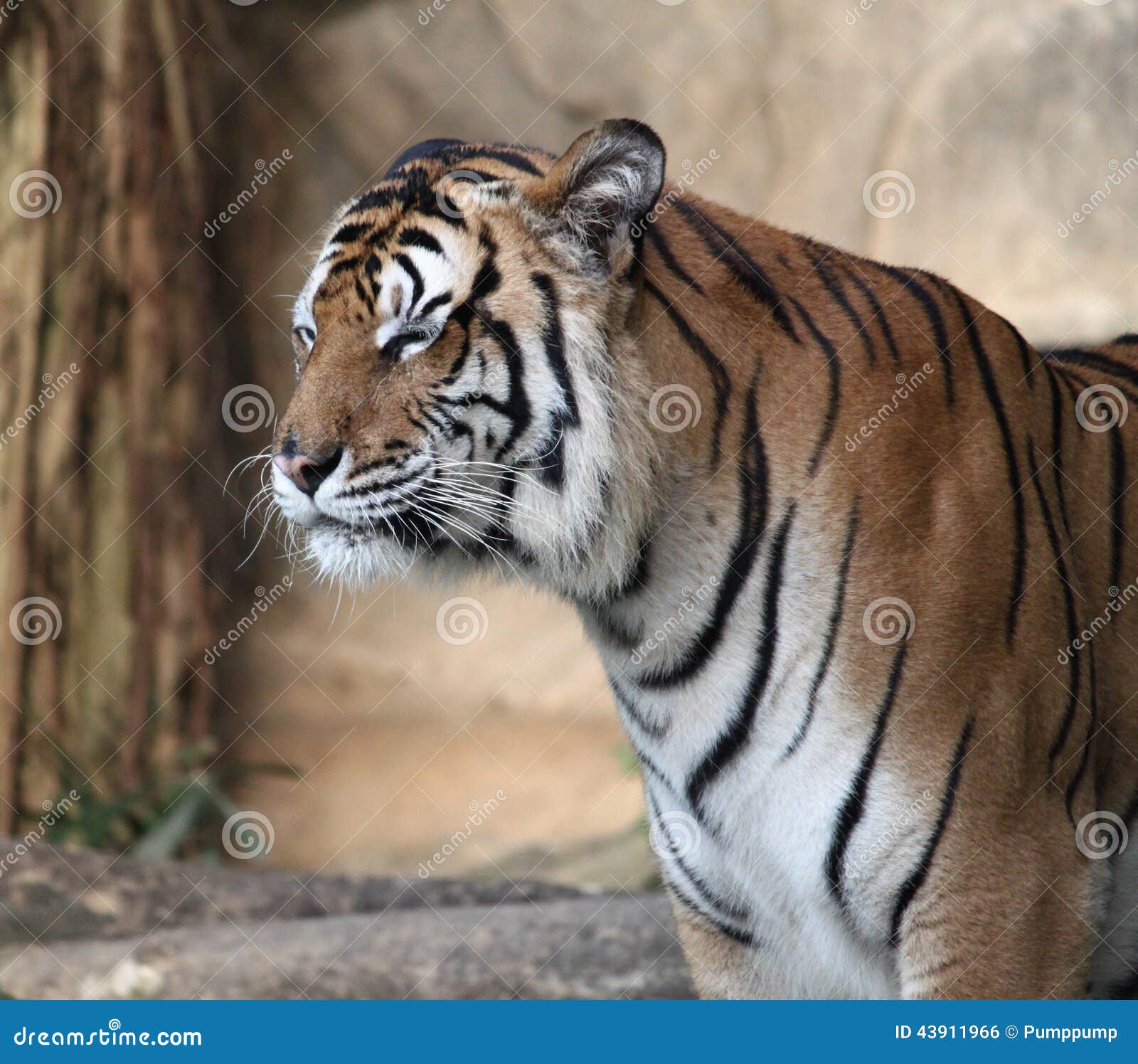 Tiger smile stock photo. Image of mammal, green, aggressive - 43911966