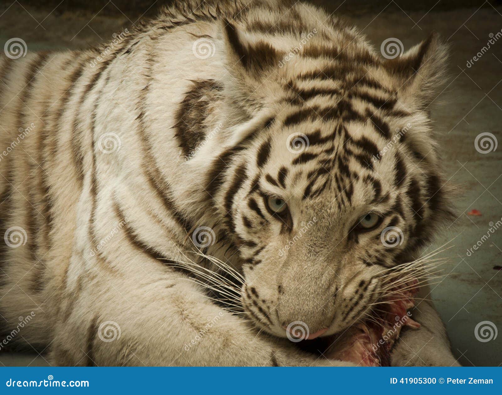 Tiger snack stock photo. Image of siesta, tigress, wildlife - 41905300